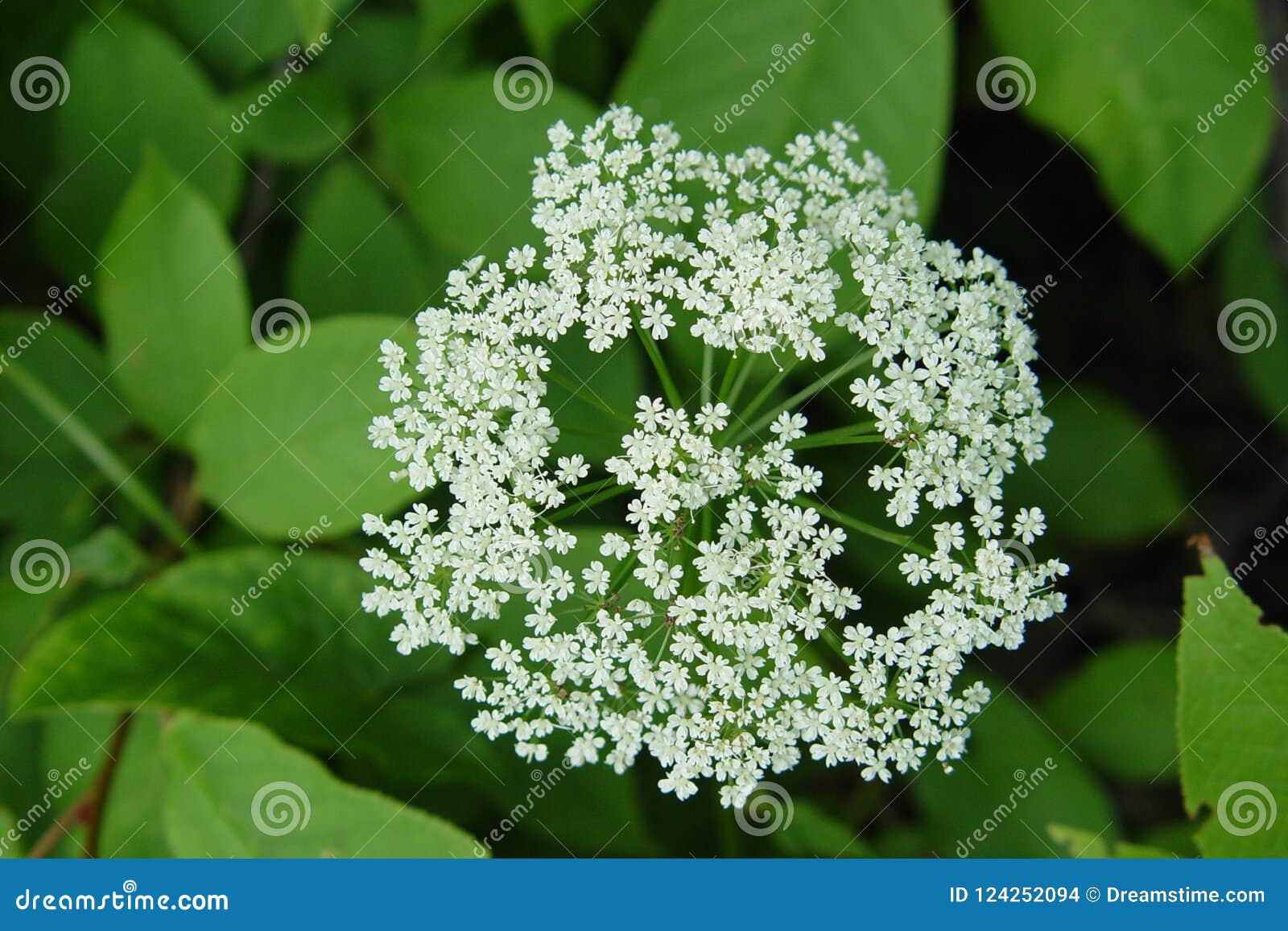 A Flor Do Anis No Verde Sae Do Fundo Foto de Stock - Imagem de flor ...