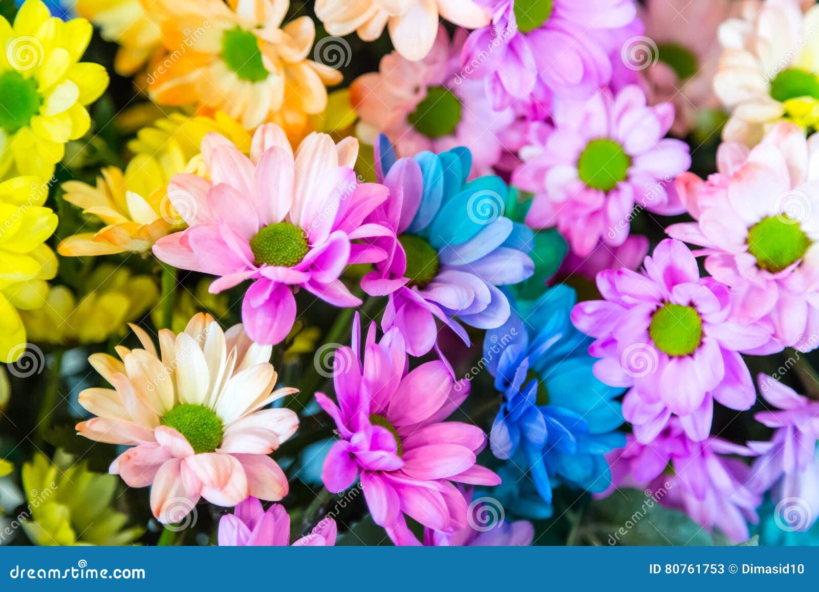 Flor Do Arco-íris Do Crisântemo Imagem de Stock - Imagem de decorativo ...