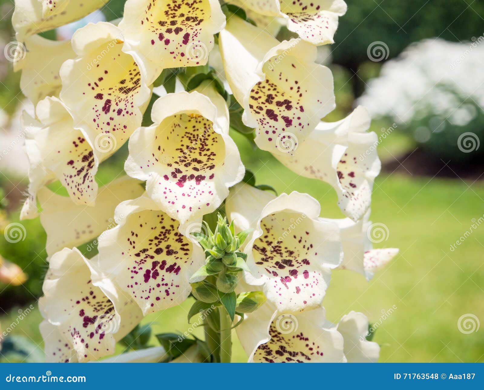 Flor do boca-de-lobo foto de stock. Imagem de botânica - 71763548