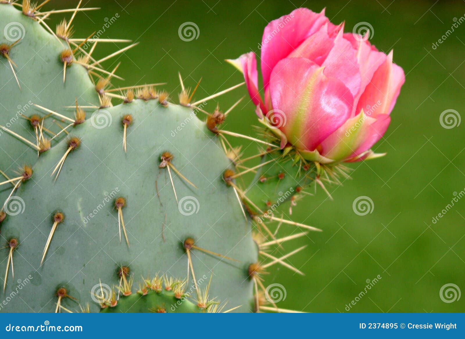 Flor do cacto imagem de stock. Imagem de espinheiro, espinhos - 2374895