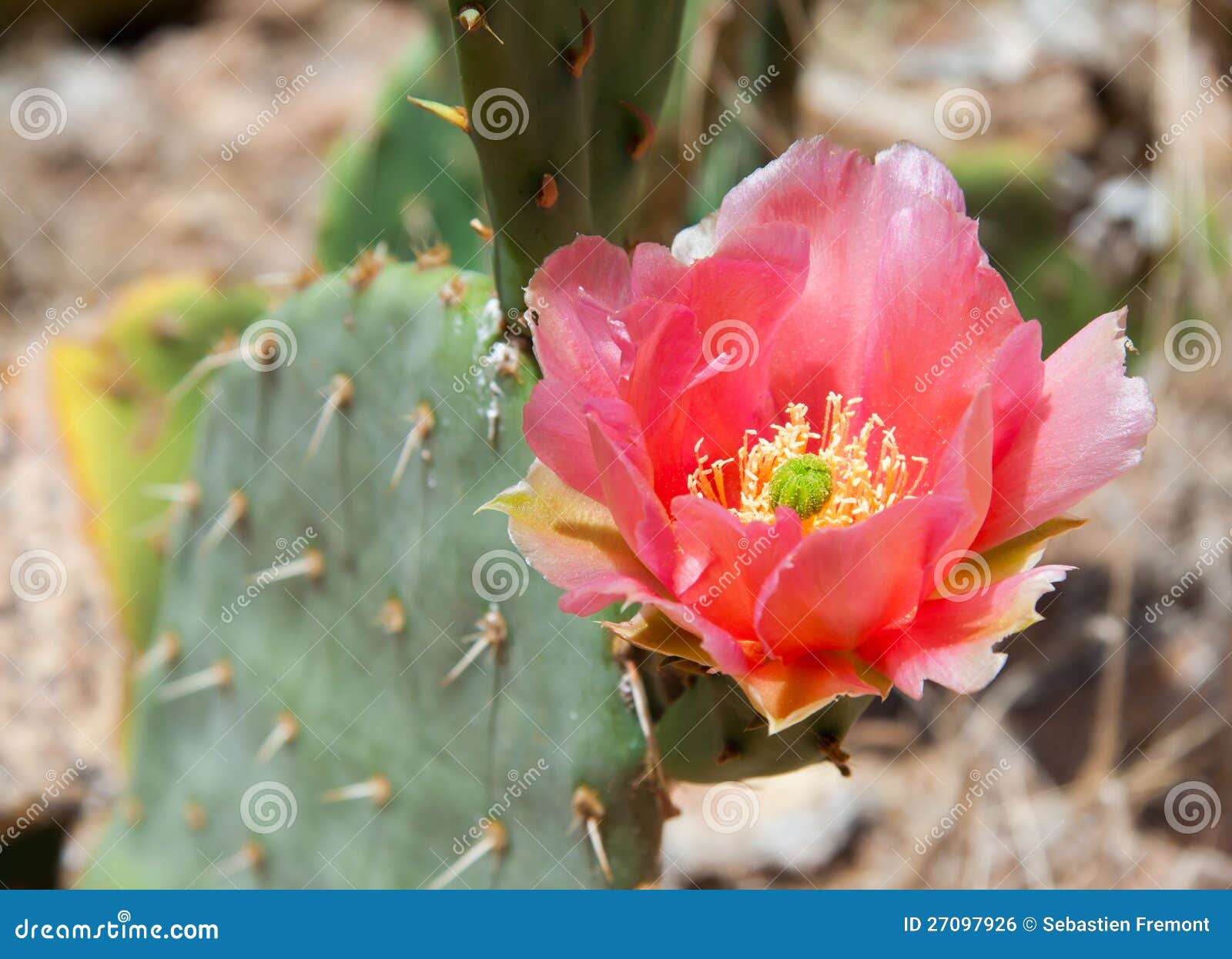 Flor do cacto foto de stock. Imagem de cacto, espinhos - 27097926