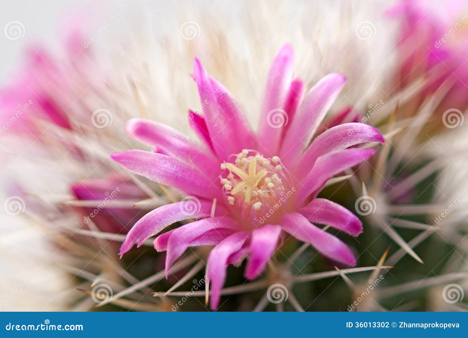 Flor do cacto foto de stock. Imagem de verde, fotografia - 36013302