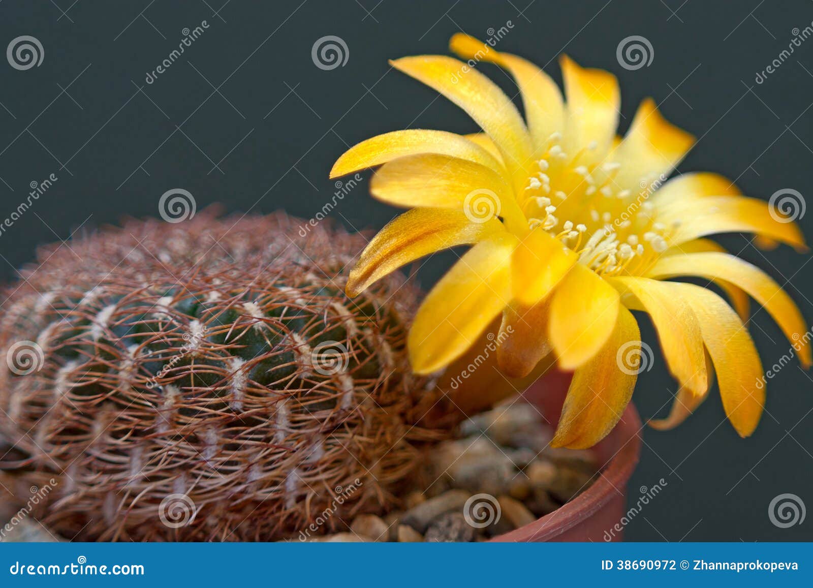 Flor do cacto foto de stock. Imagem de primavera, fotografia - 38690972