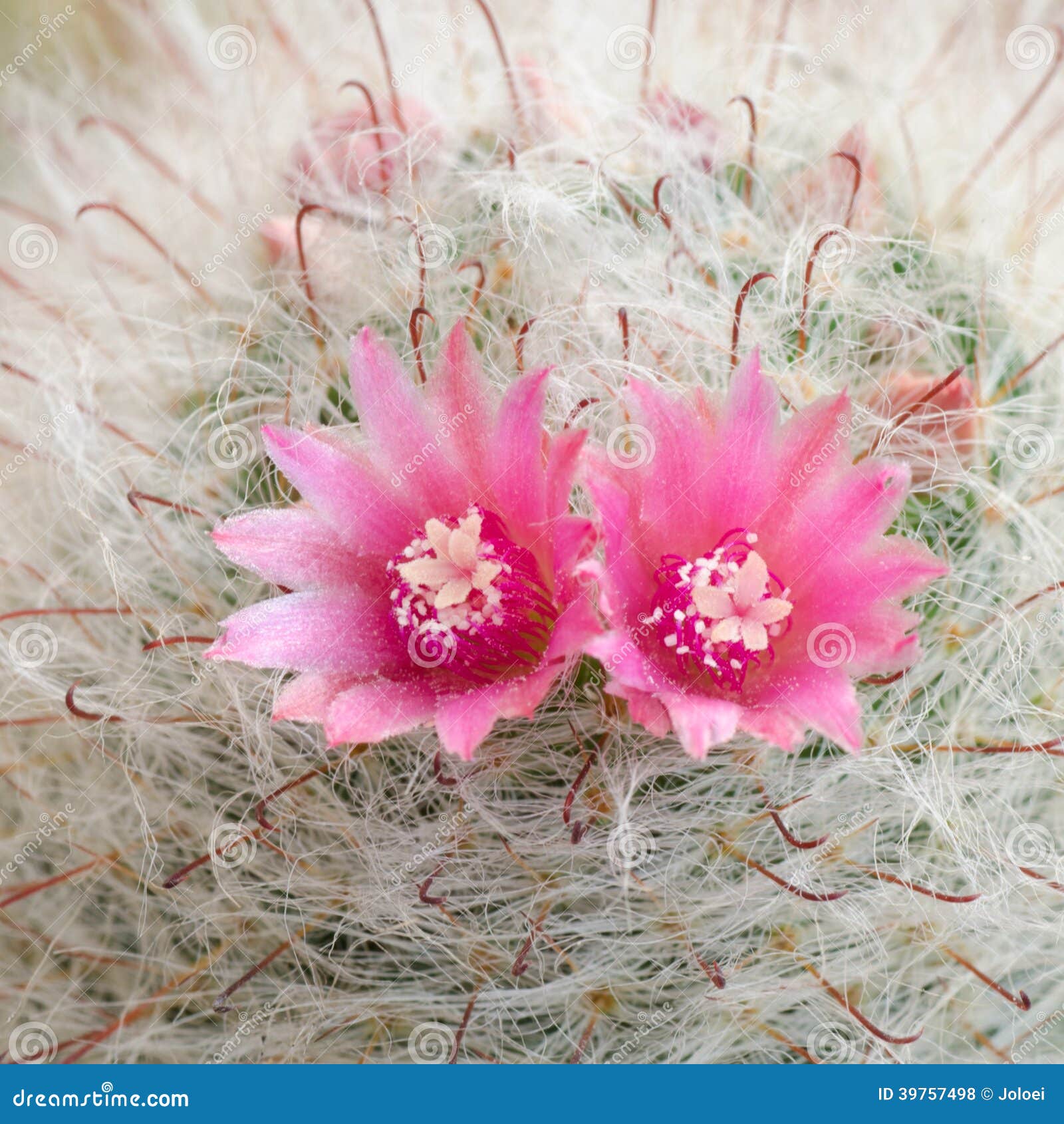 Flor do cacto foto de stock. Imagem de colheita, méxico - 39757498