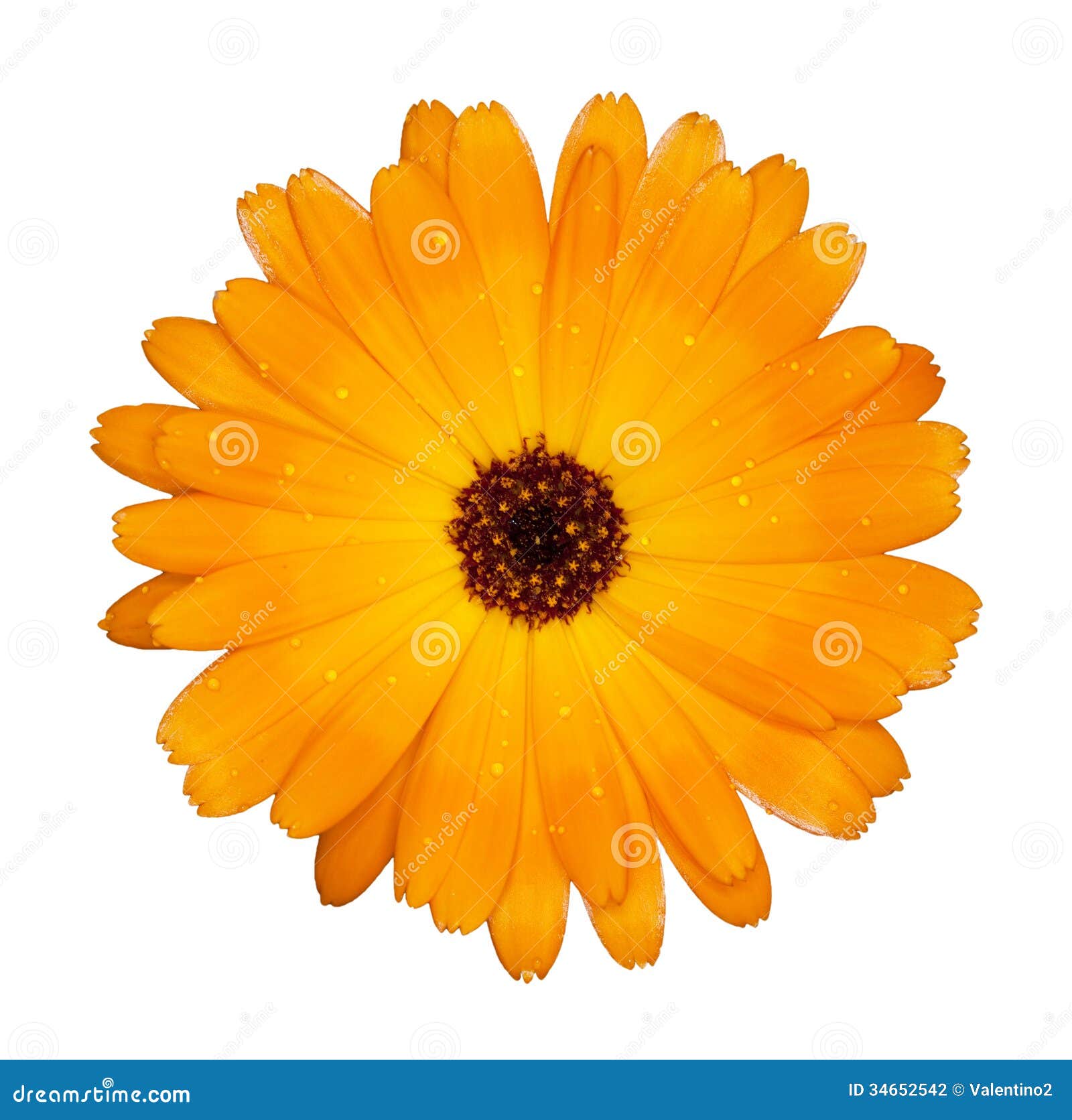 Flor do Calendula foto de stock. Imagem de beleza, planta - 34652542