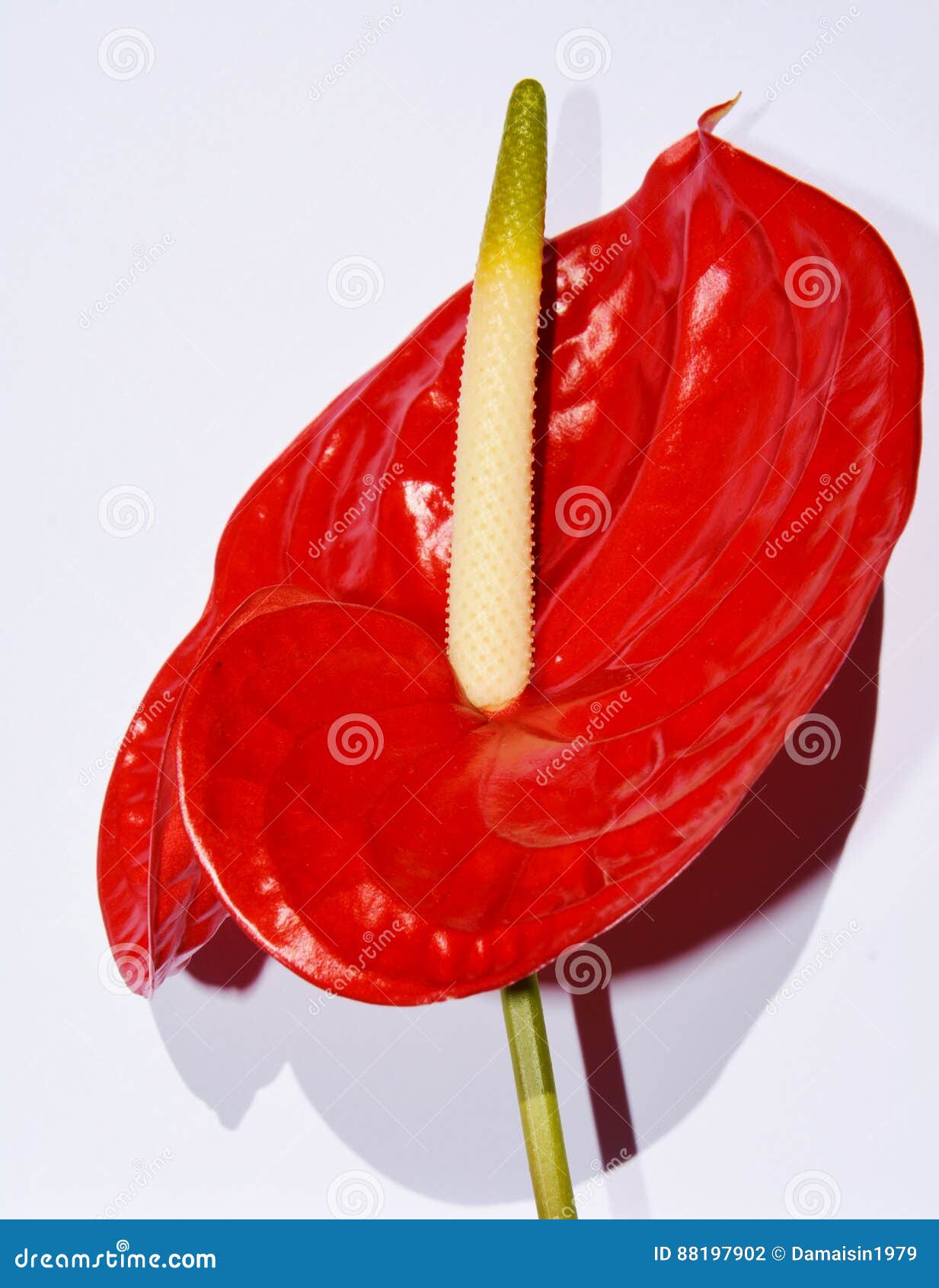 Flor Do Calla, Símbolo Do Poder Foto de Stock - Imagem de detalhe ...