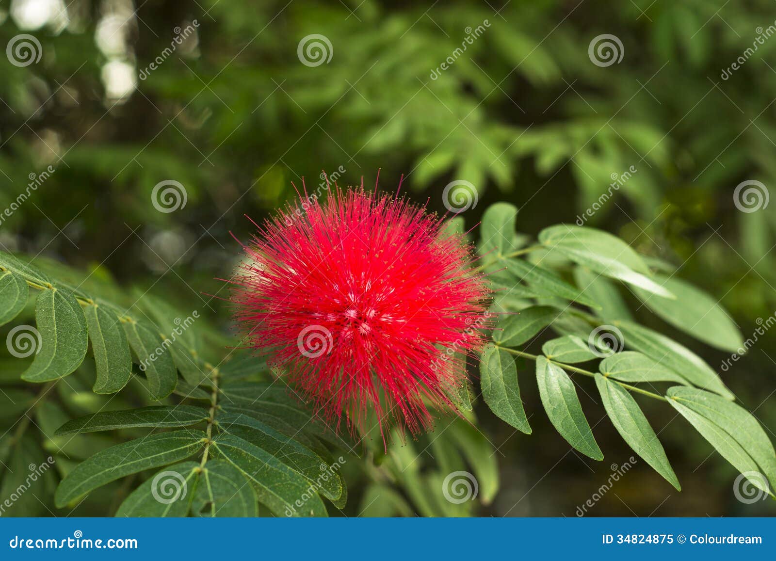Flor do calliandra imagem de stock. Imagem de vermelho - 34824875