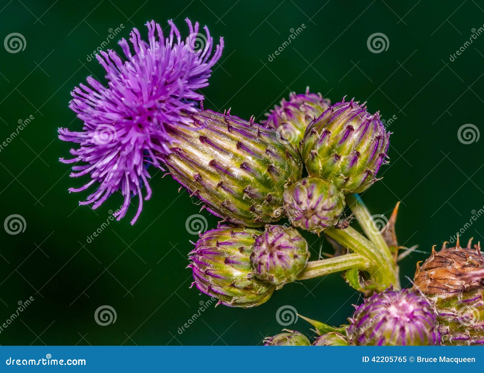 Flor do cardo imagem de stock. Imagem de planta, weed - 42205765