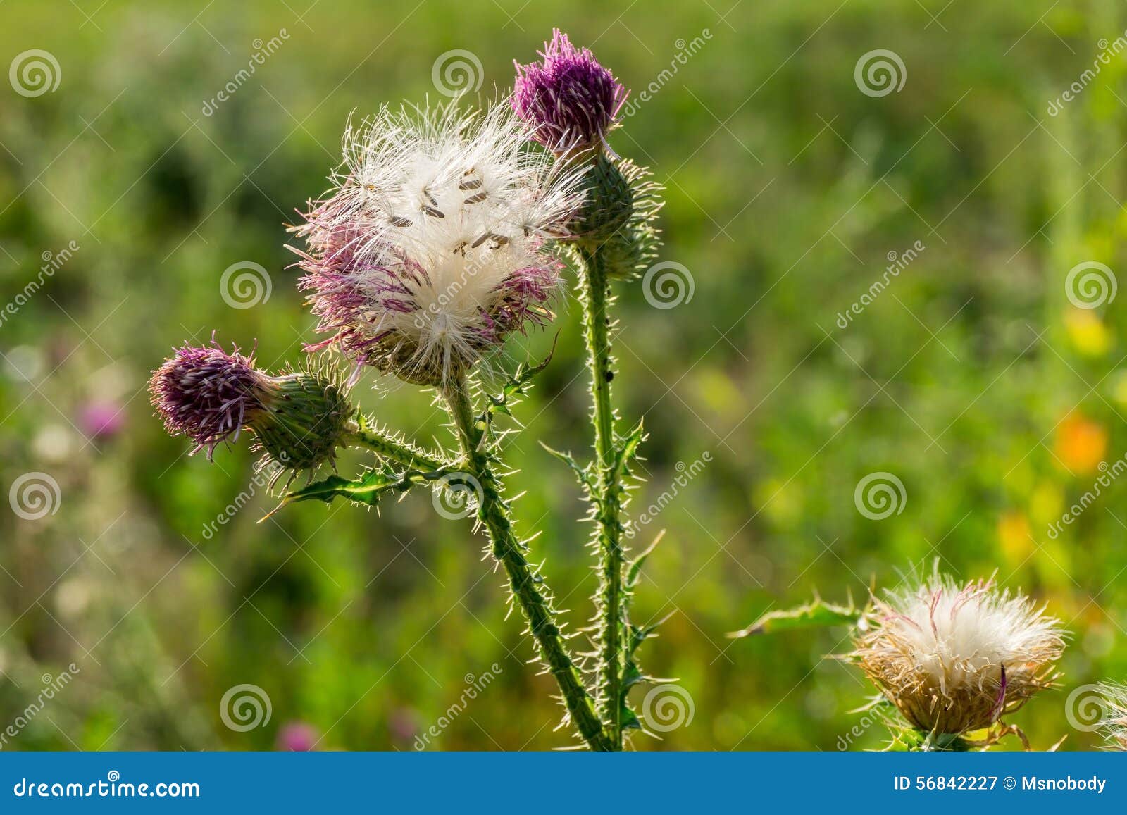 Flor Do Cardo (crispus Do Carduus) Imagem de Stock - Imagem de roxo ...