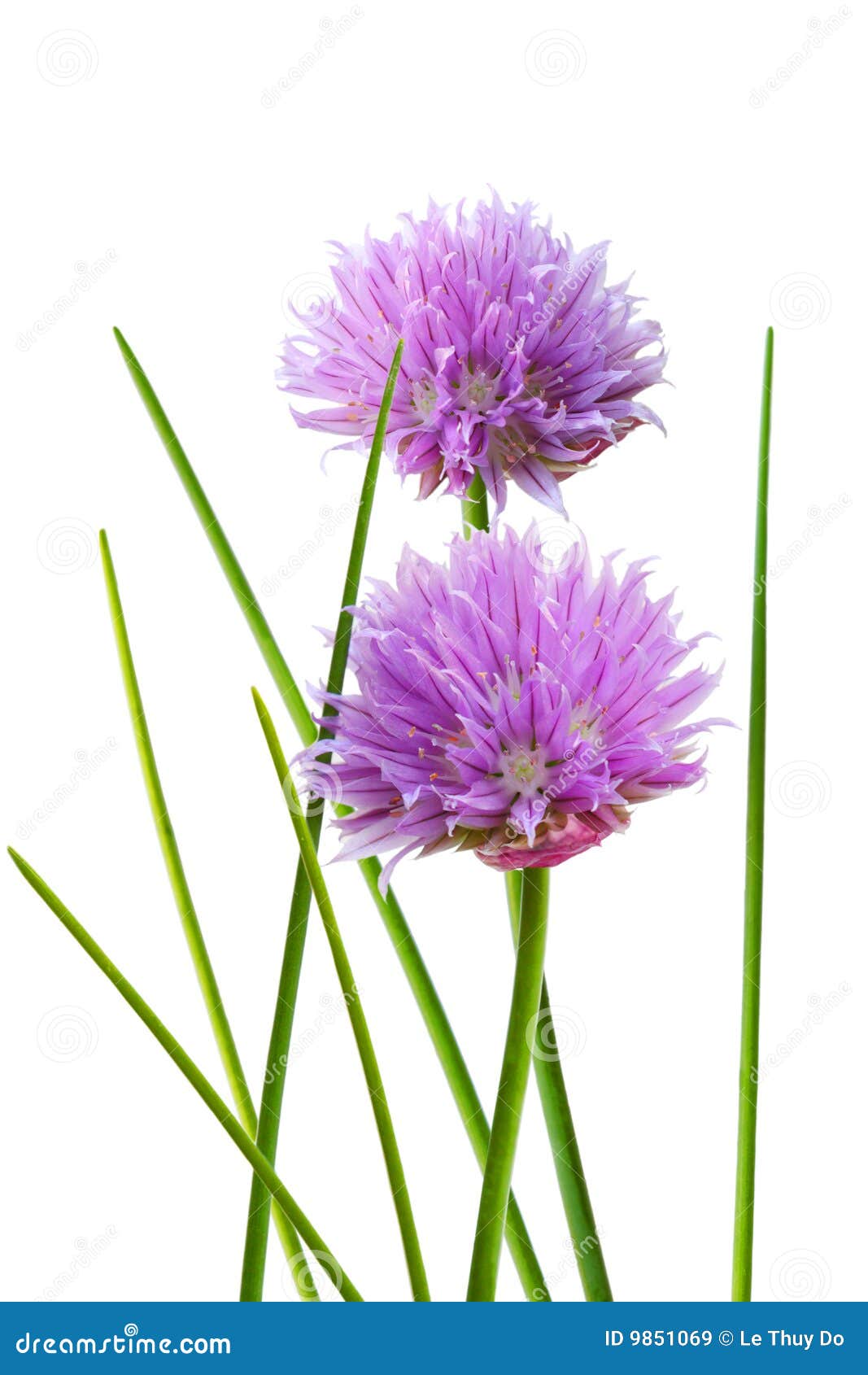 Flor do cebolinho imagem de stock. Imagem de tempero, gosto - 9851069