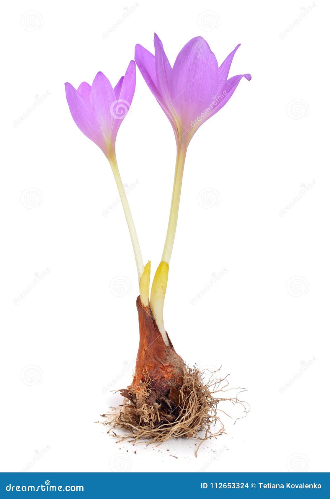 Flor Do Colchicum Isolada No Fundo Branco Foto de Stock - Imagem de ...