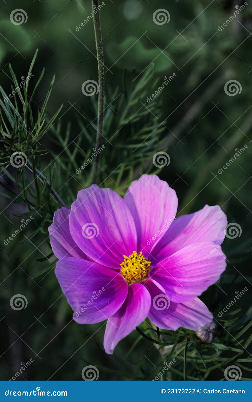 Flor do cosmos foto de stock. Imagem de brilhante, flor - 23173722