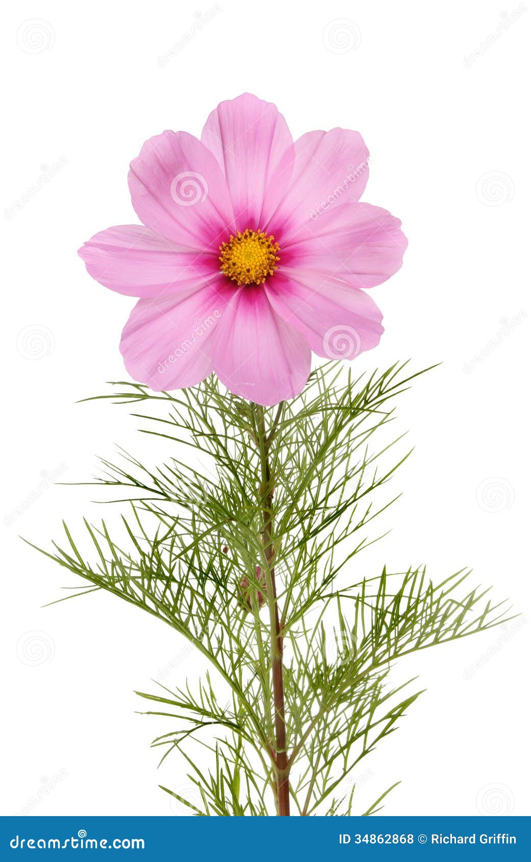 Flor do cosmos foto de stock. Imagem de cosmos, isolado - 34862868