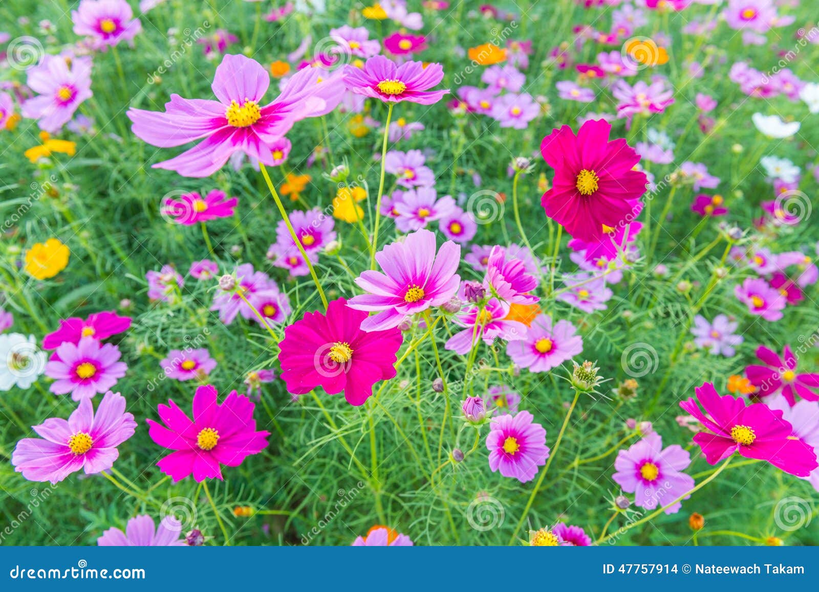 Flor do cosmos no jardim foto de stock. Imagem de jardim - 47757914