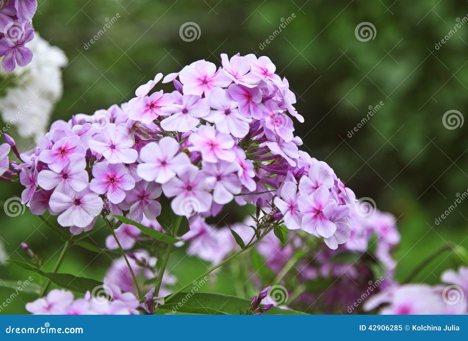 Flor do flox imagem de stock. Imagem de flores, nave - 42906285