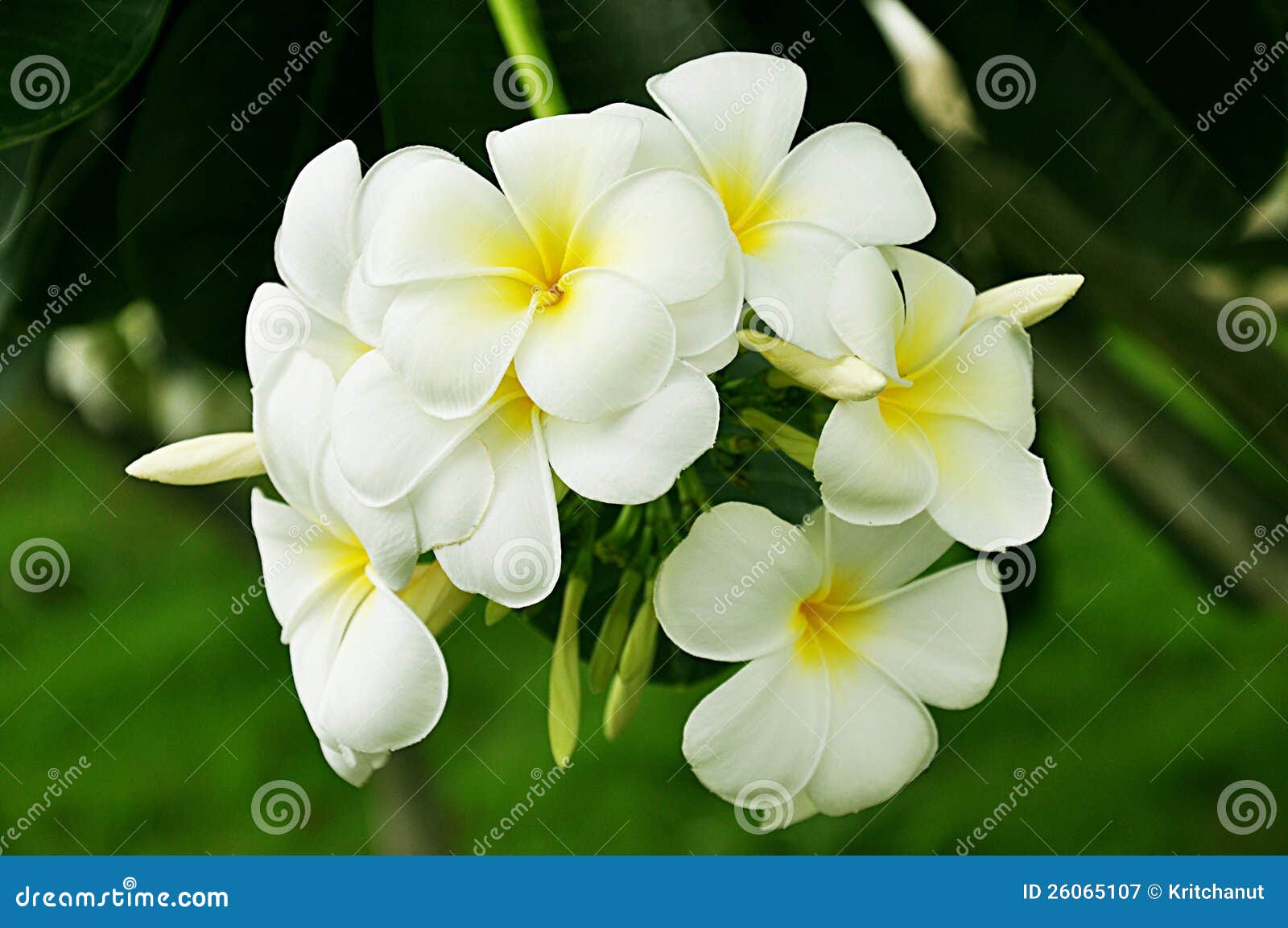 Flor do Frangipani imagem de stock. Imagem de grupo, flowery - 26065107