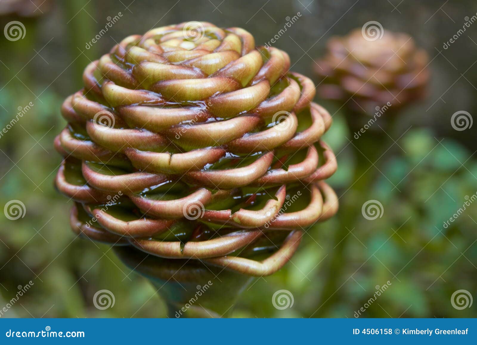 Flor Do Gengibre Da Colmeia Foto de Stock - Imagem de tropical, perene ...