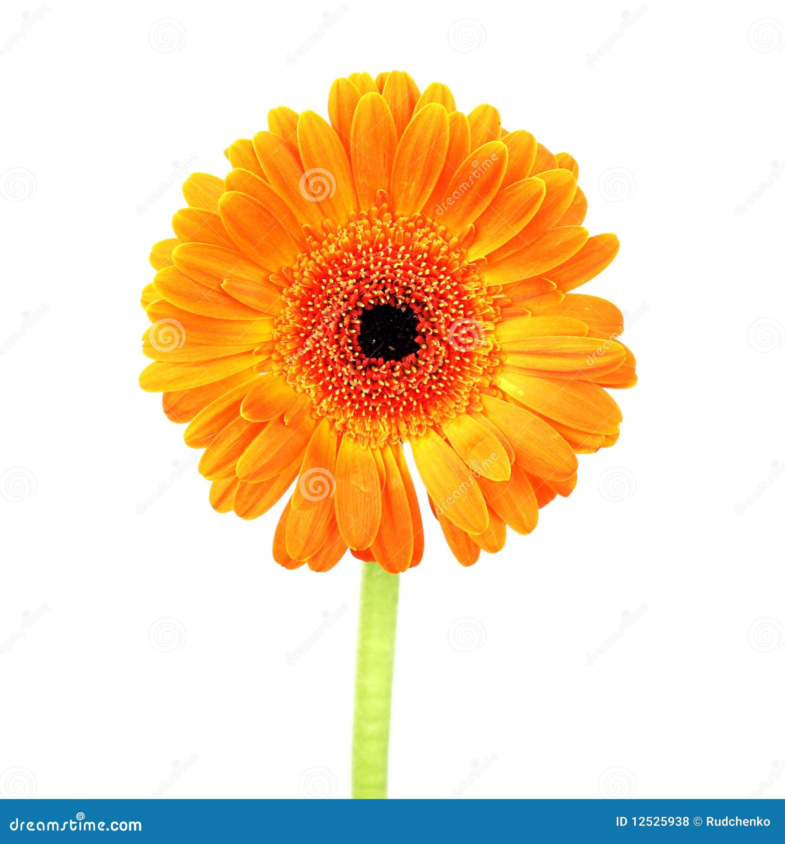 Flor do Gerbera foto de stock. Imagem de planta, branco - 12525938