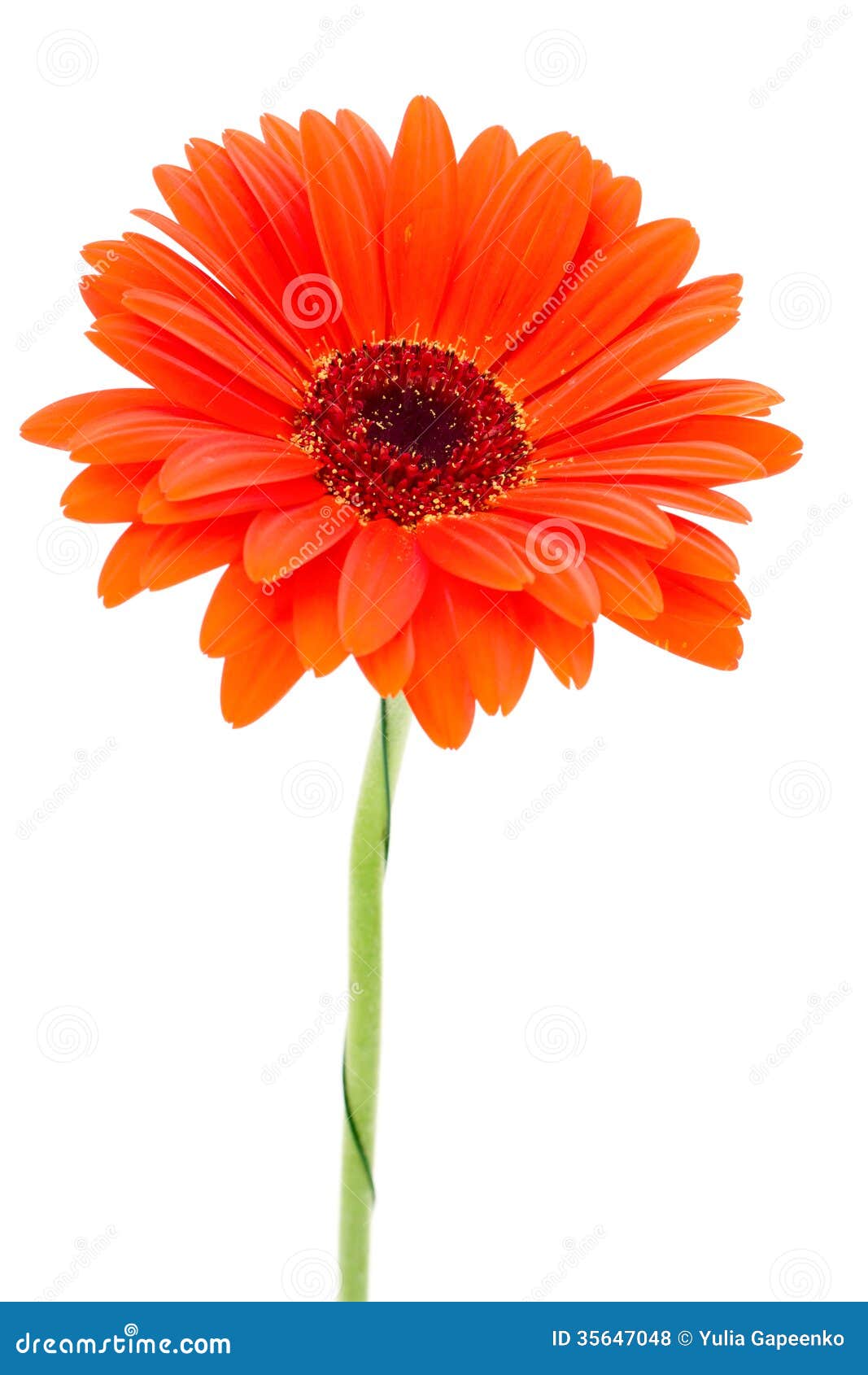 Flor Do Gerbera Isolada No Fundo Branco Foto de Stock - Imagem de ...