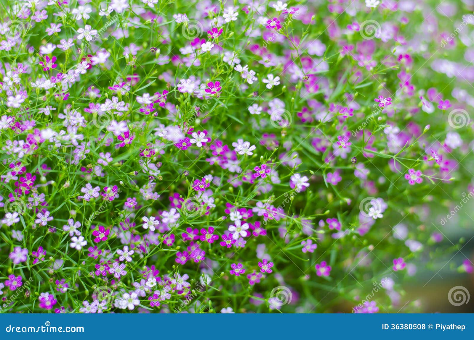 Flor do Gypsophila foto de stock. Imagem de flora, elegante - 36380508