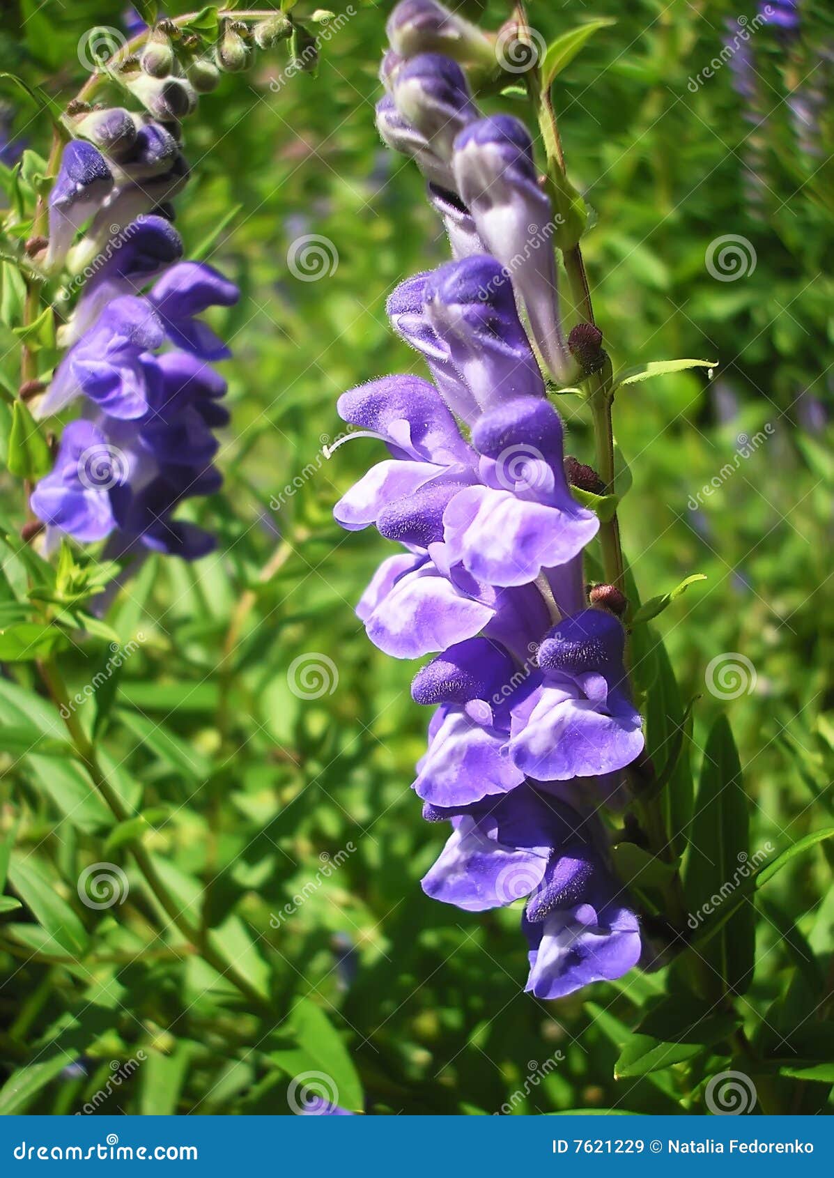 Flor do Indigo imagem de stock. Imagem de azul, pequeno - 7621229