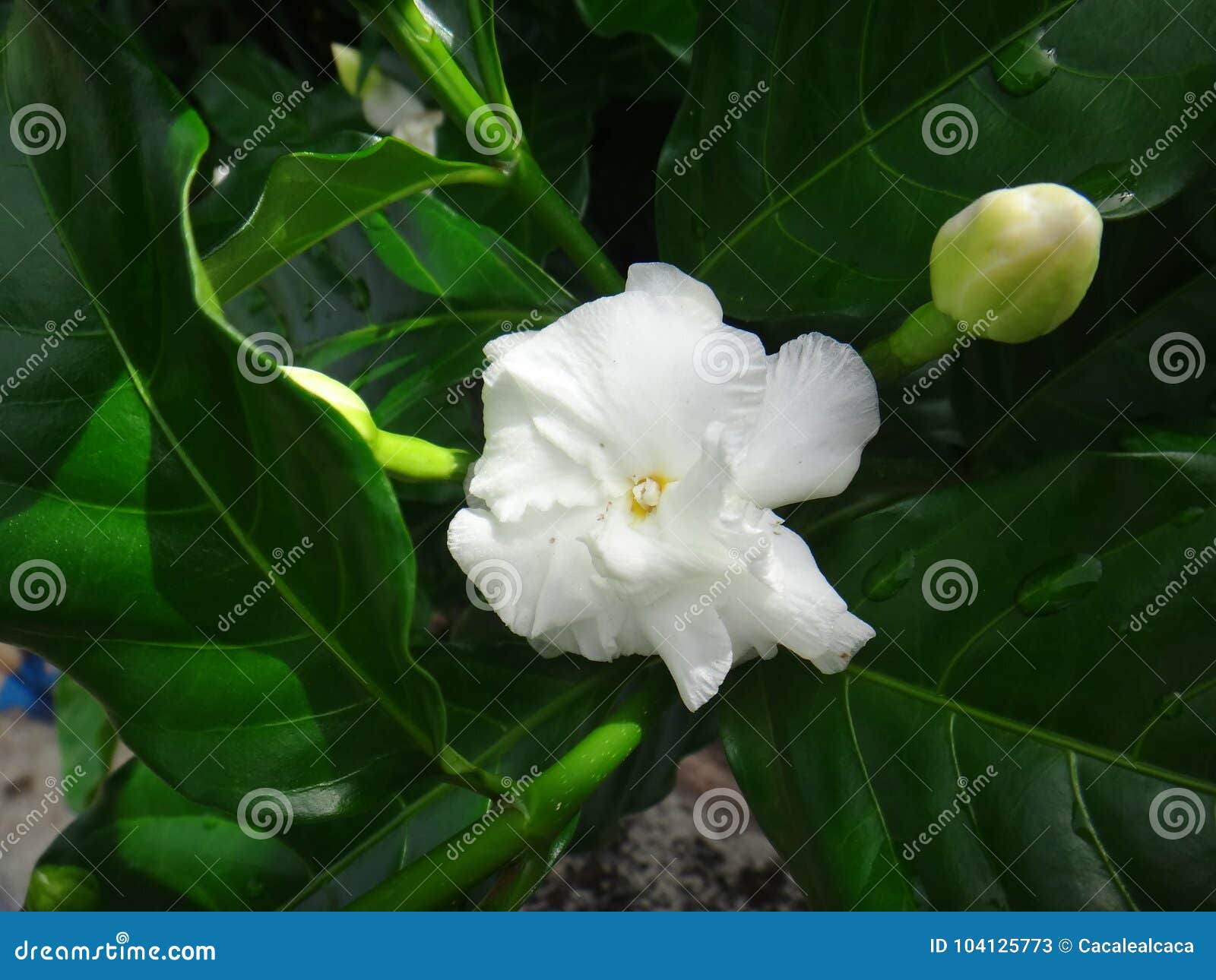 Flor do jasmim comum imagem de stock. Imagem de horticultura - 104125773