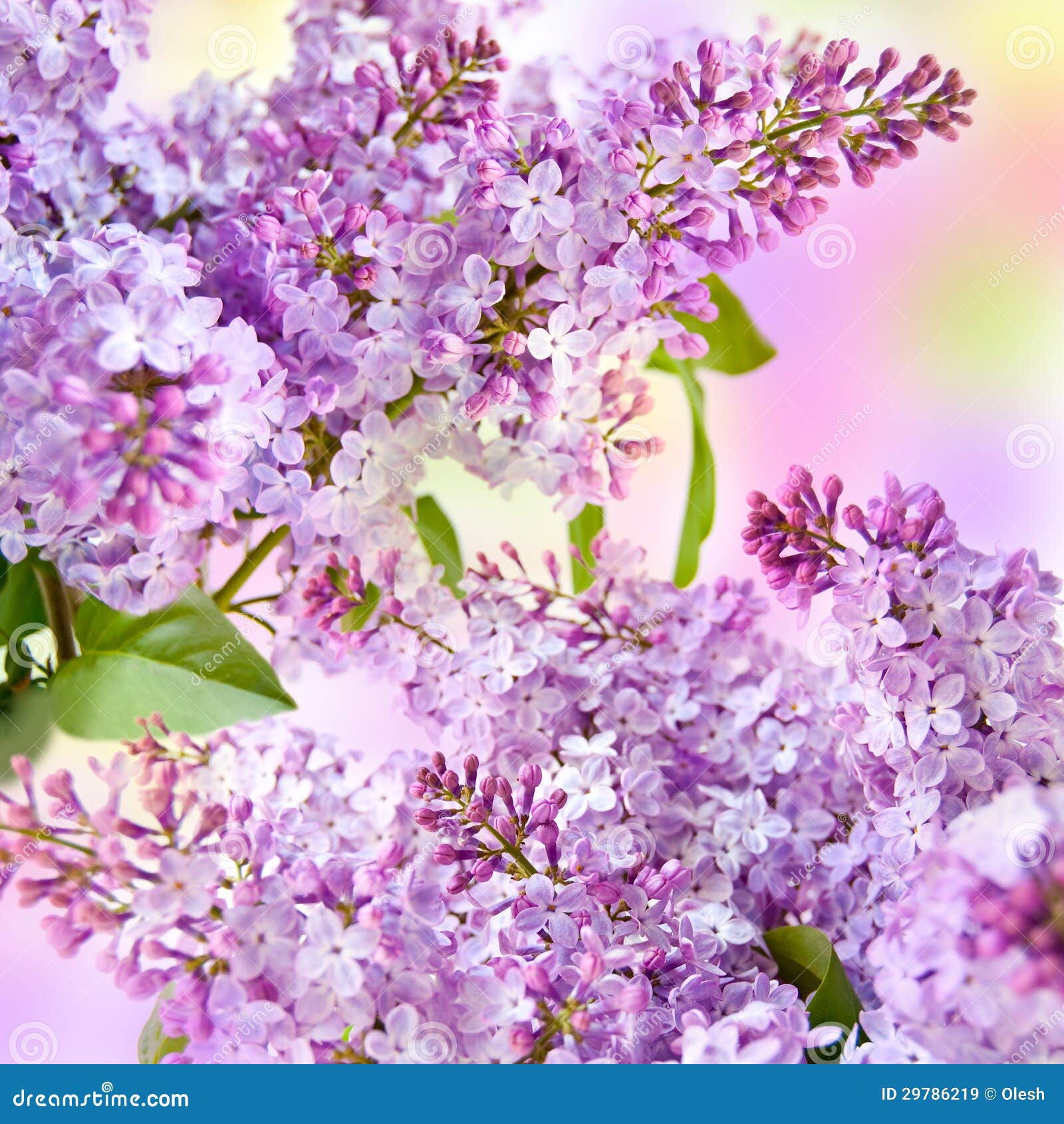 Flor do Lilac imagem de stock. Imagem de grupo, feriado - 29786219