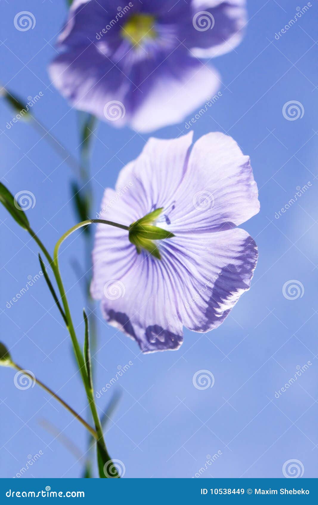 Flor do linho imagem de stock. Imagem de céu, aroma, flor - 10538449