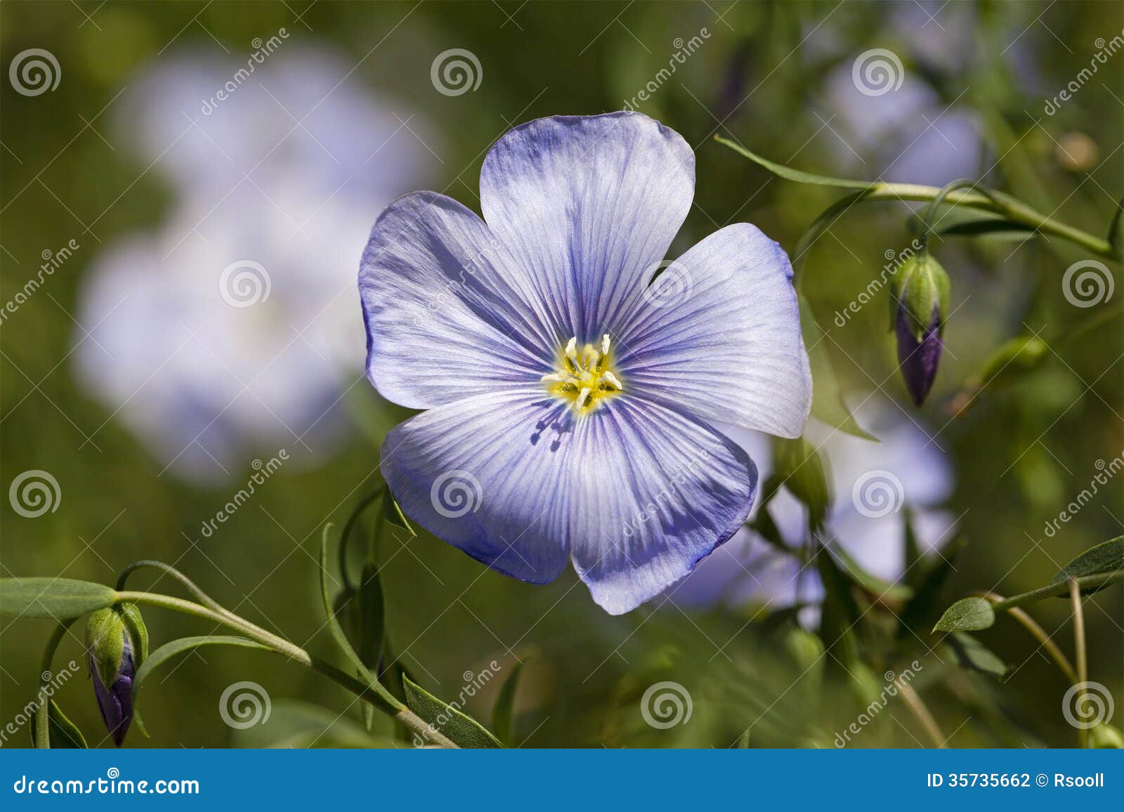 Flor do linho foto de stock. Imagem de flor, pequeno - 35735662