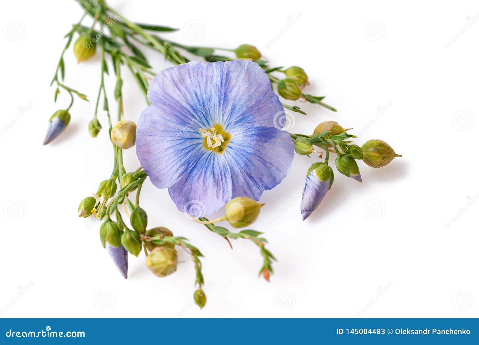 Flor Do Linho Com As Sementes Isoladas No Fundo Branco Imagem de Stock ...