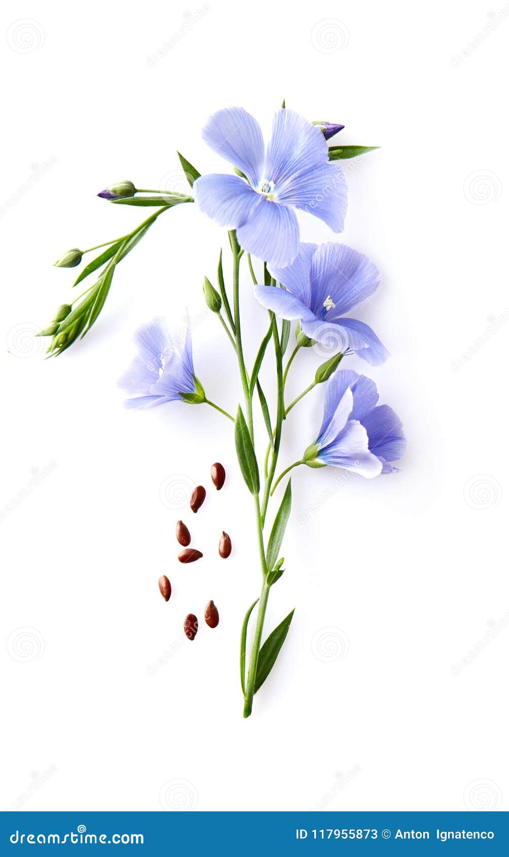 Flor do linho com sementes imagem de stock. Imagem de cereal - 117955873