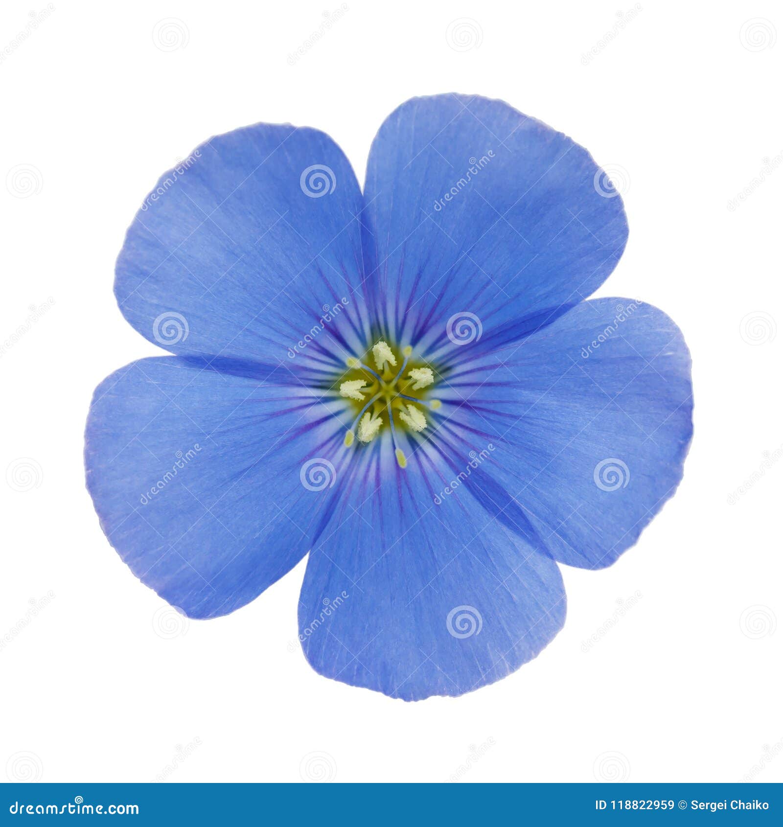 Flor Do Linho Isolada No Fundo Branco Imagem de Stock - Imagem de ...