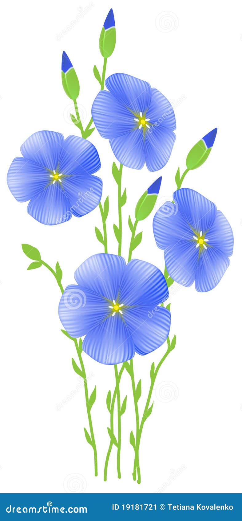 Flor Do Linho (usitatissimum De Linum) Ilustração do Vetor - Ilustração ...