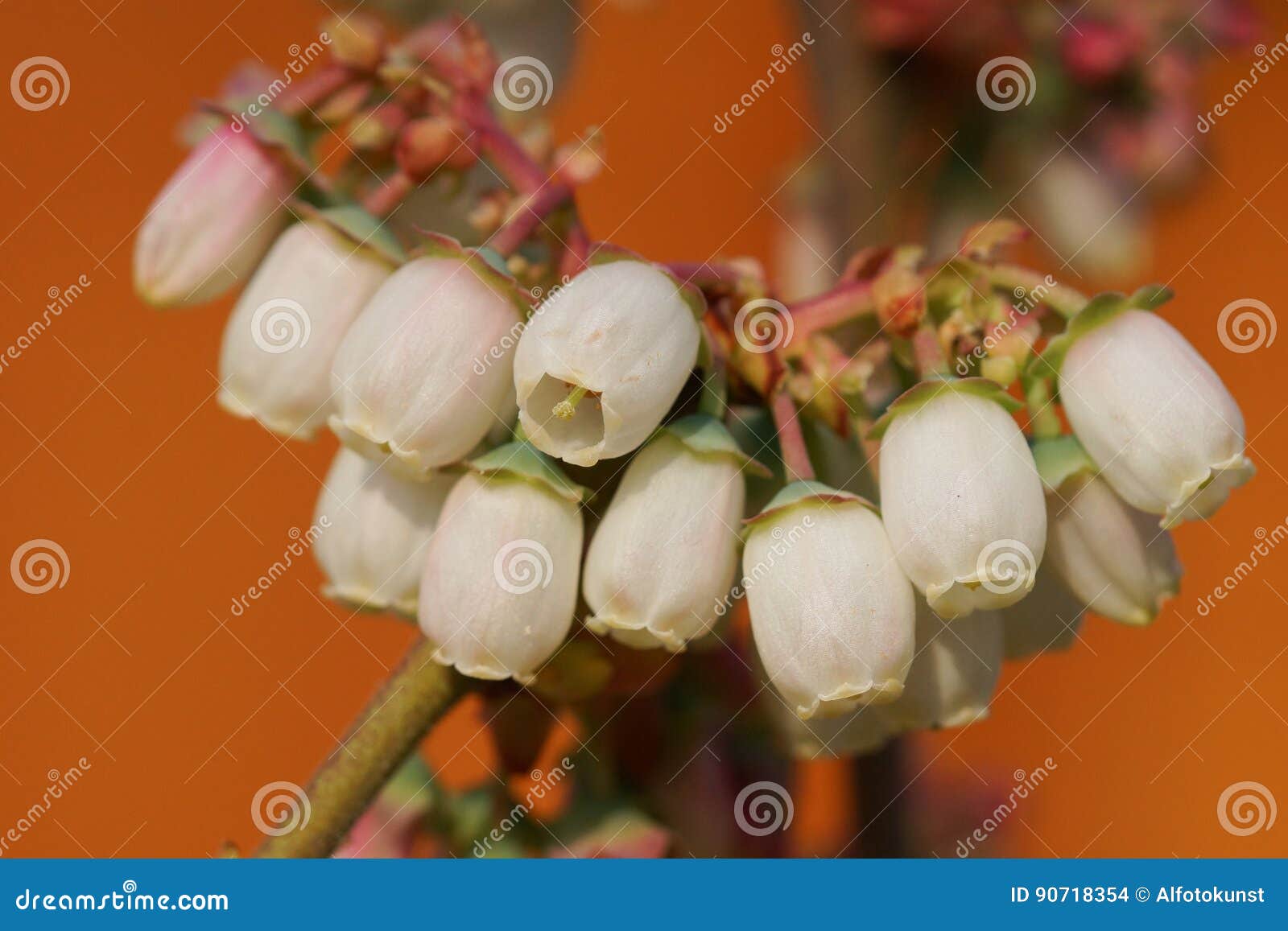 Flor Do Mirtilo, Myrtillus Do Vaccinium Foto de Stock - Imagem de flora ...