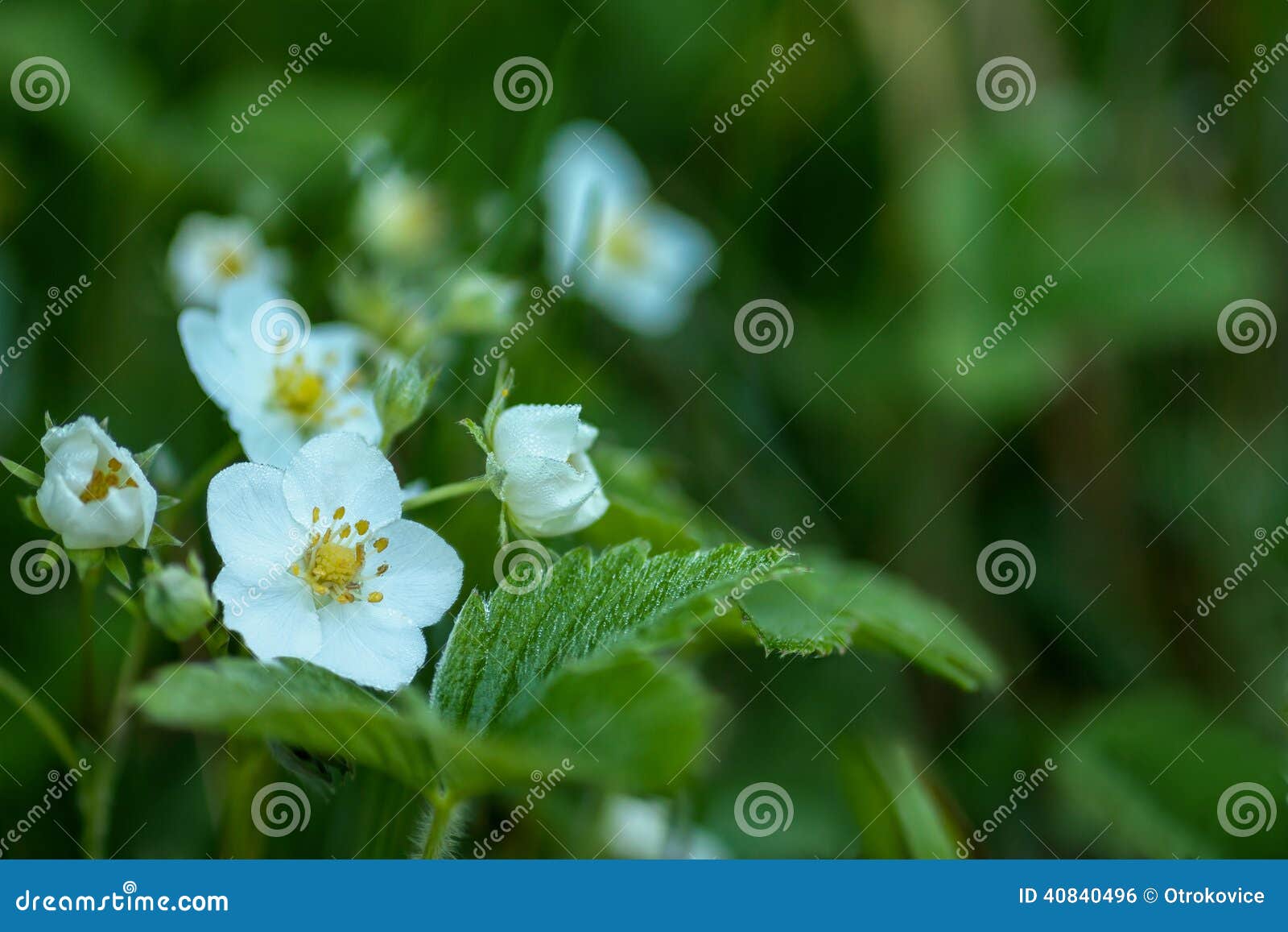 Flor do morango silvestre foto de stock. Imagem de selvagem - 40840496