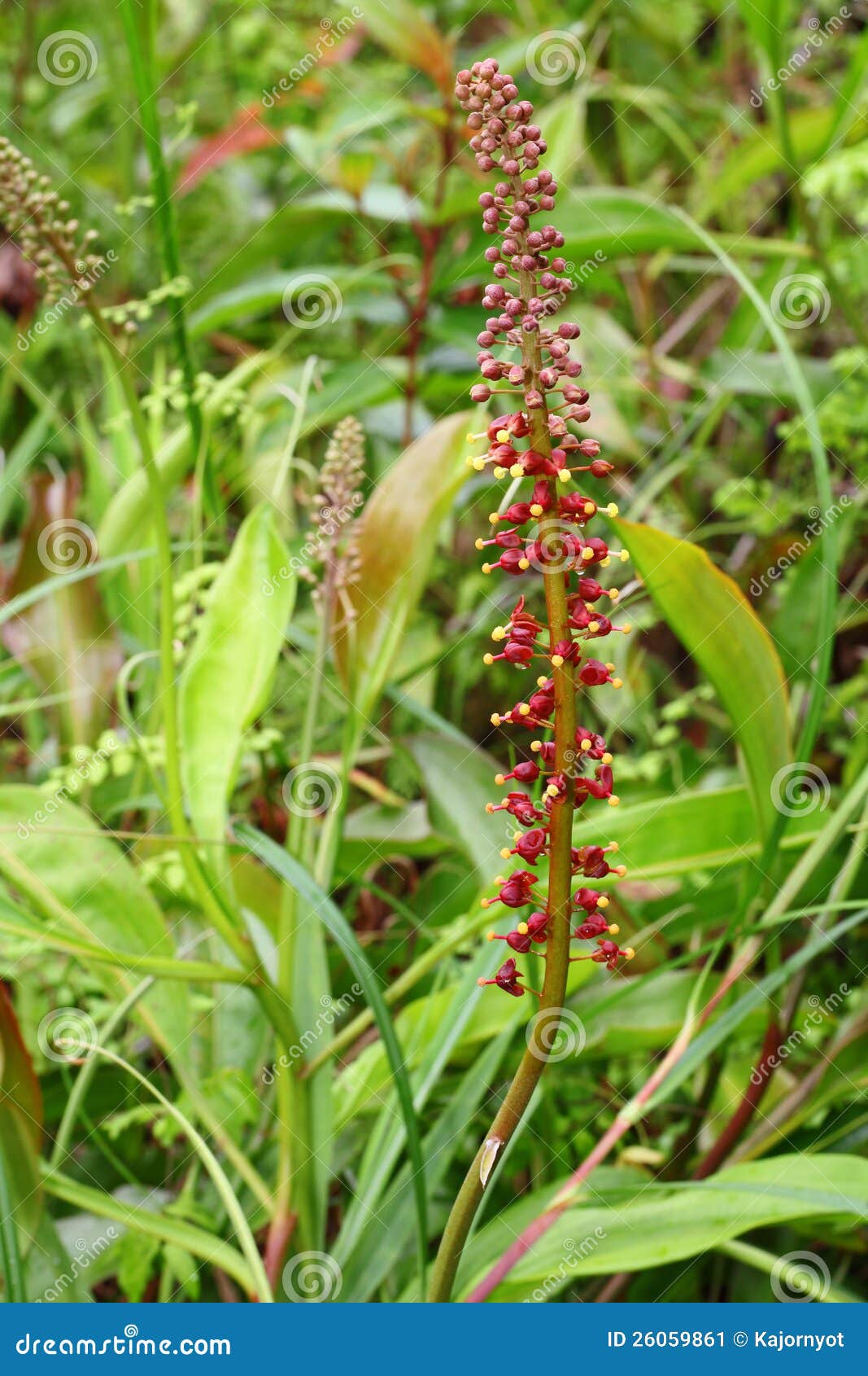 A Flor Do Nepenthes Ou Flor Dos Copos Do Macaco Imagem de Stock ...