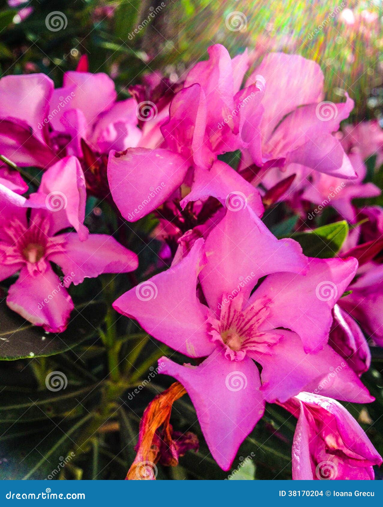 Flor do oleandro foto de stock. Imagem de flor, colorido - 38170204