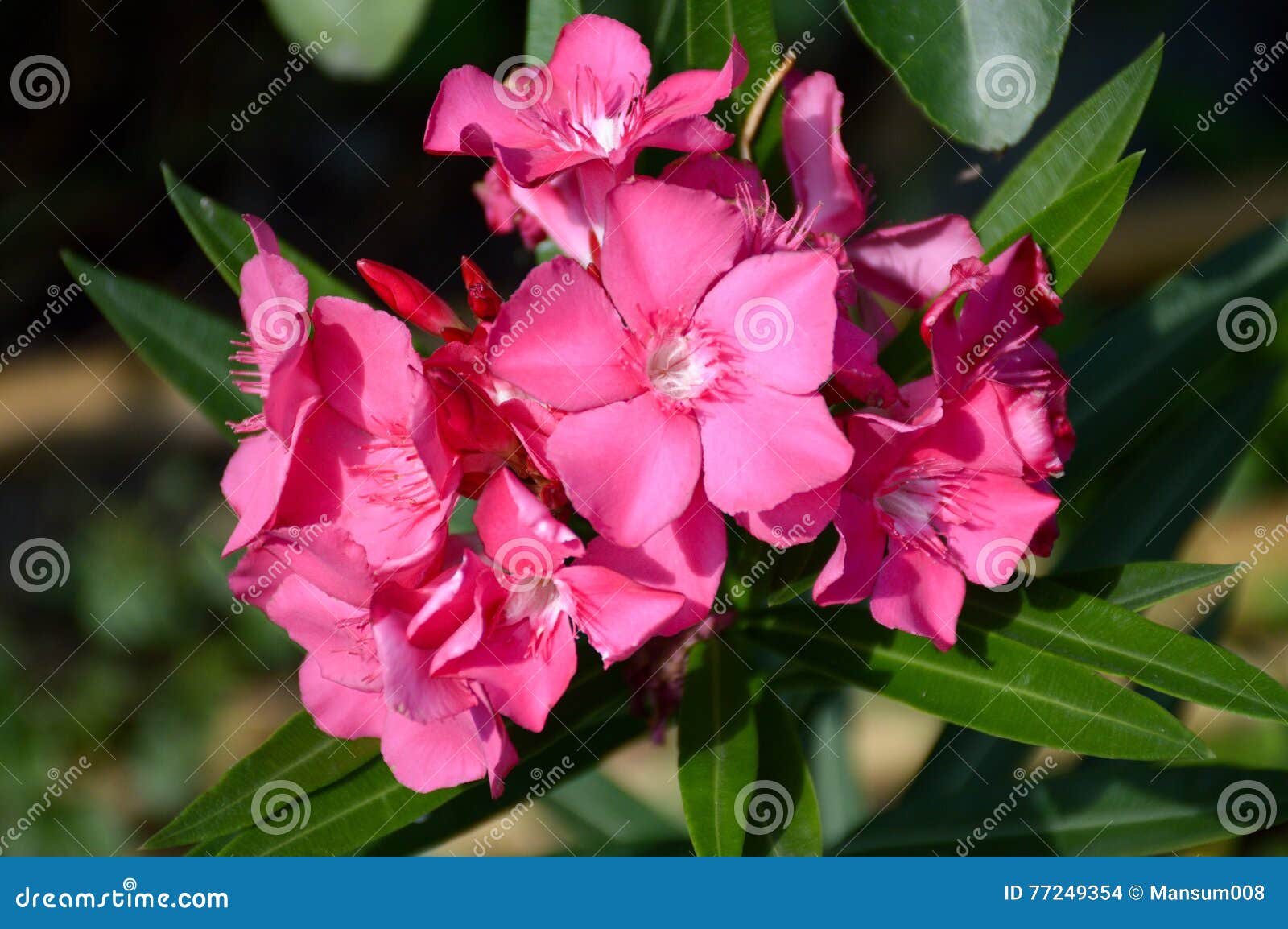 Flor do oleandro do Nerium foto de stock. Imagem de botânica - 77249354