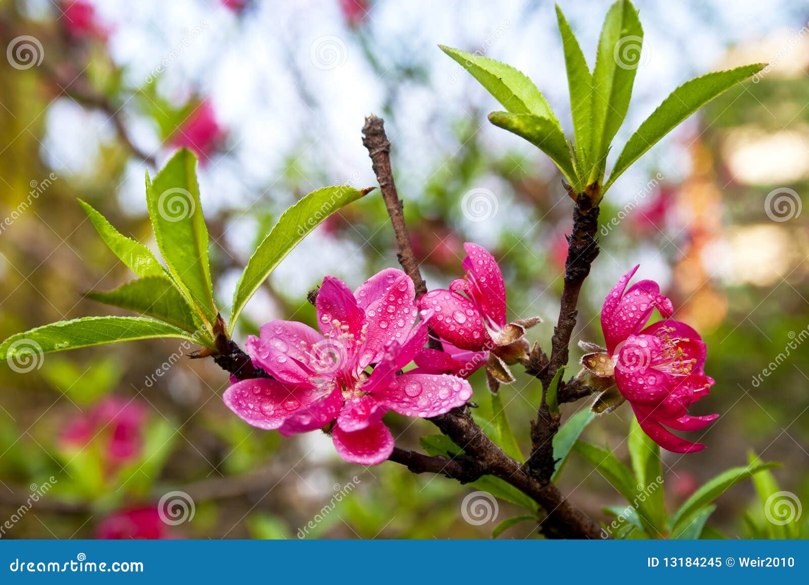 Flor do pêssego imagem de stock. Imagem de flores, pétala - 13184245