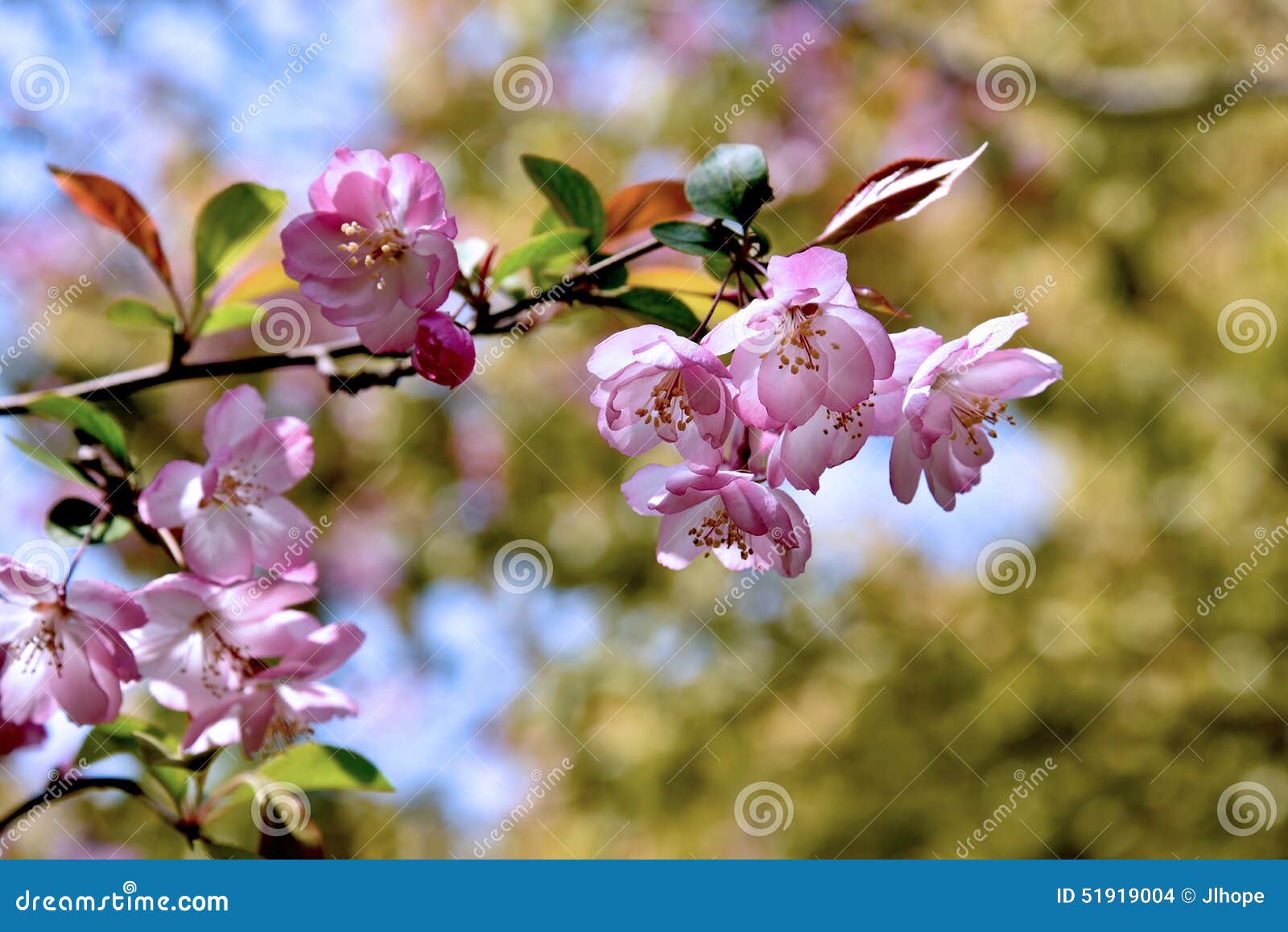 Flor do pêssego foto de stock. Imagem de verde, homens - 51919004