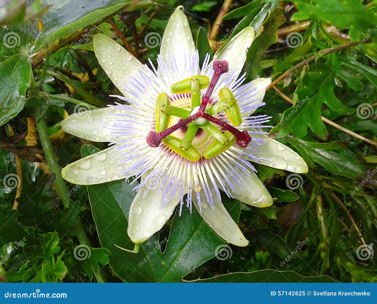 Flor do Passiflora imagem de stock. Imagem de gotas, flora - 57142625