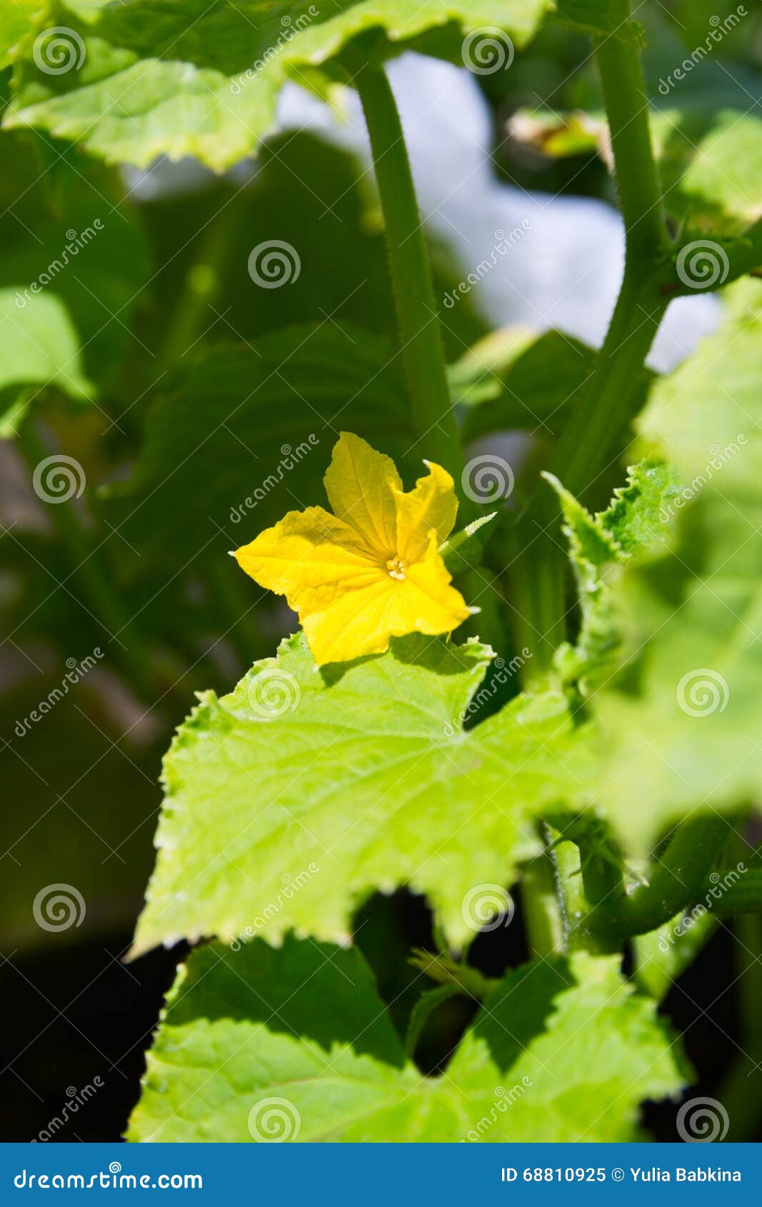 Flor do pepino imagem de stock. Imagem de amarelo, botânica - 68810925