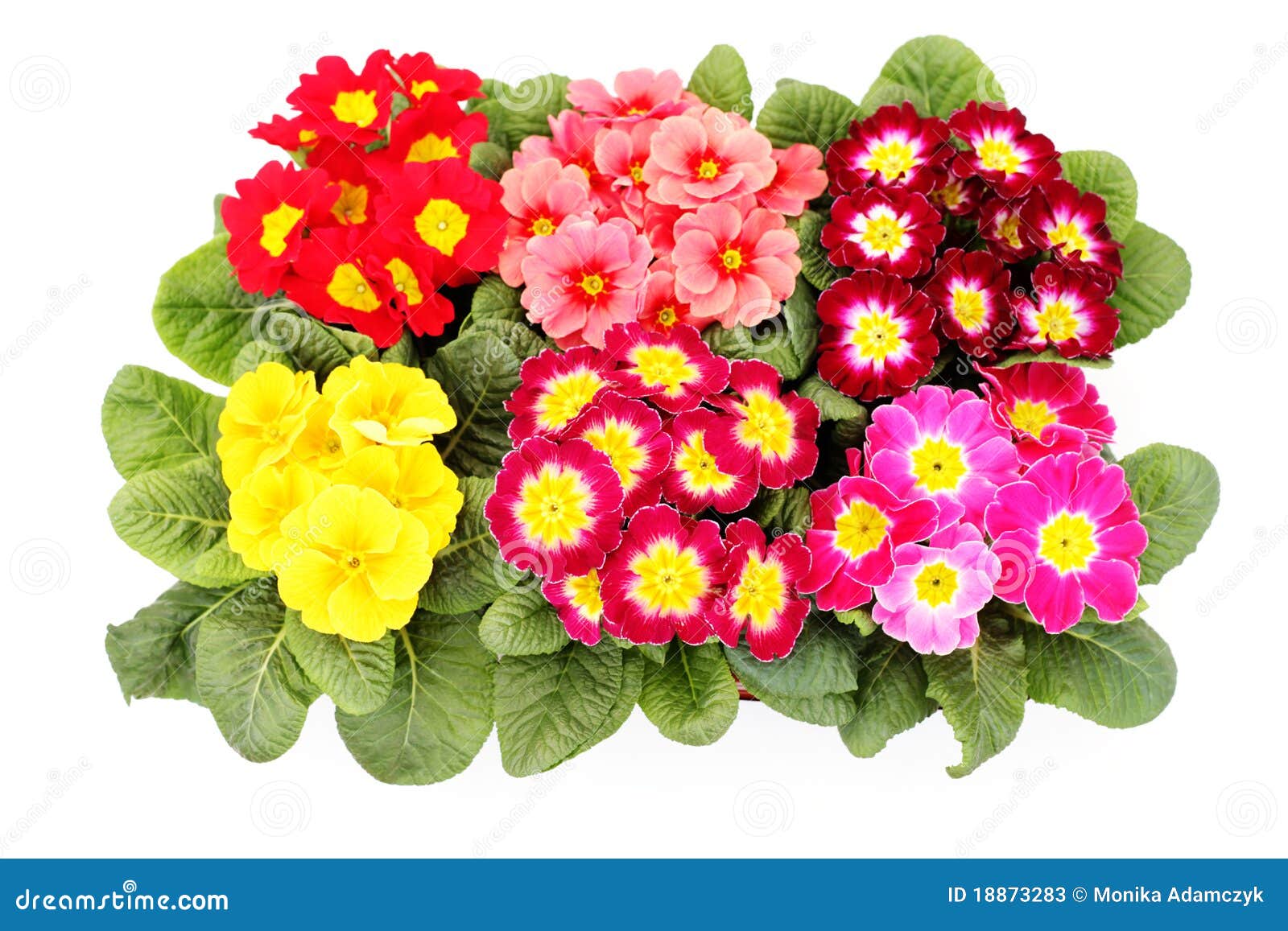 Flor do Primula imagem de stock. Imagem de vibrante, planta - 18873283