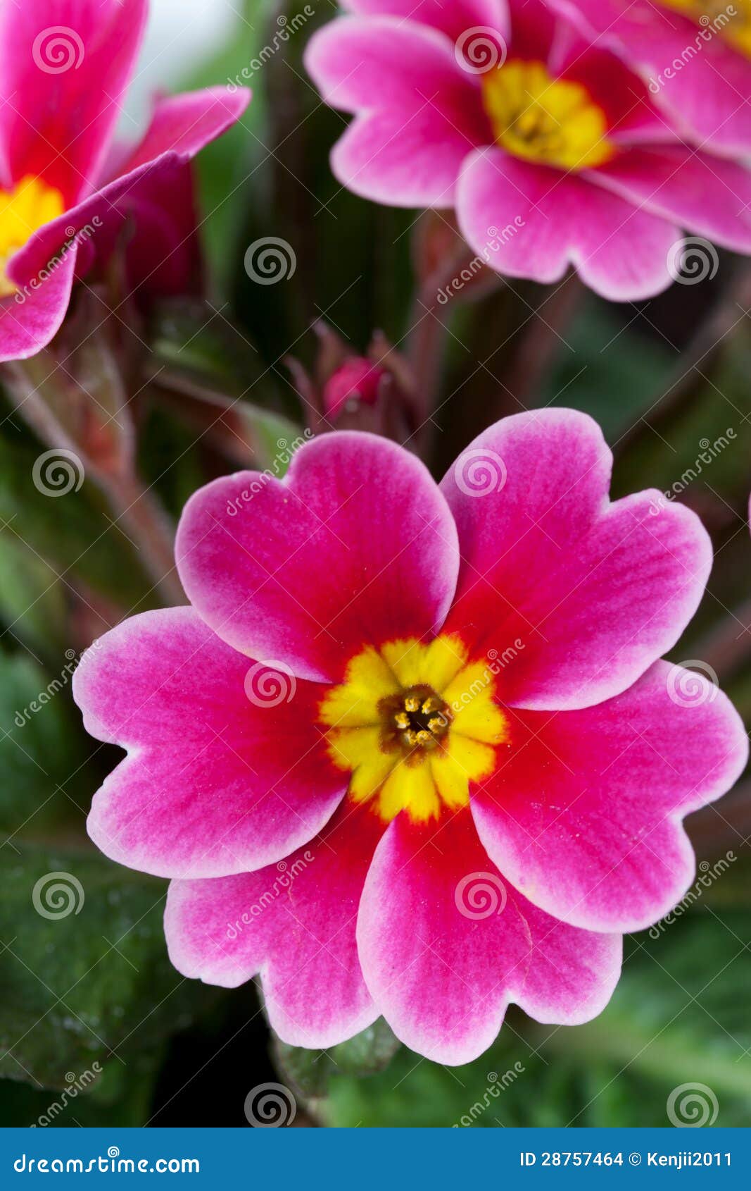 Flor do Primula foto de stock. Imagem de bonito, jardim - 28757464