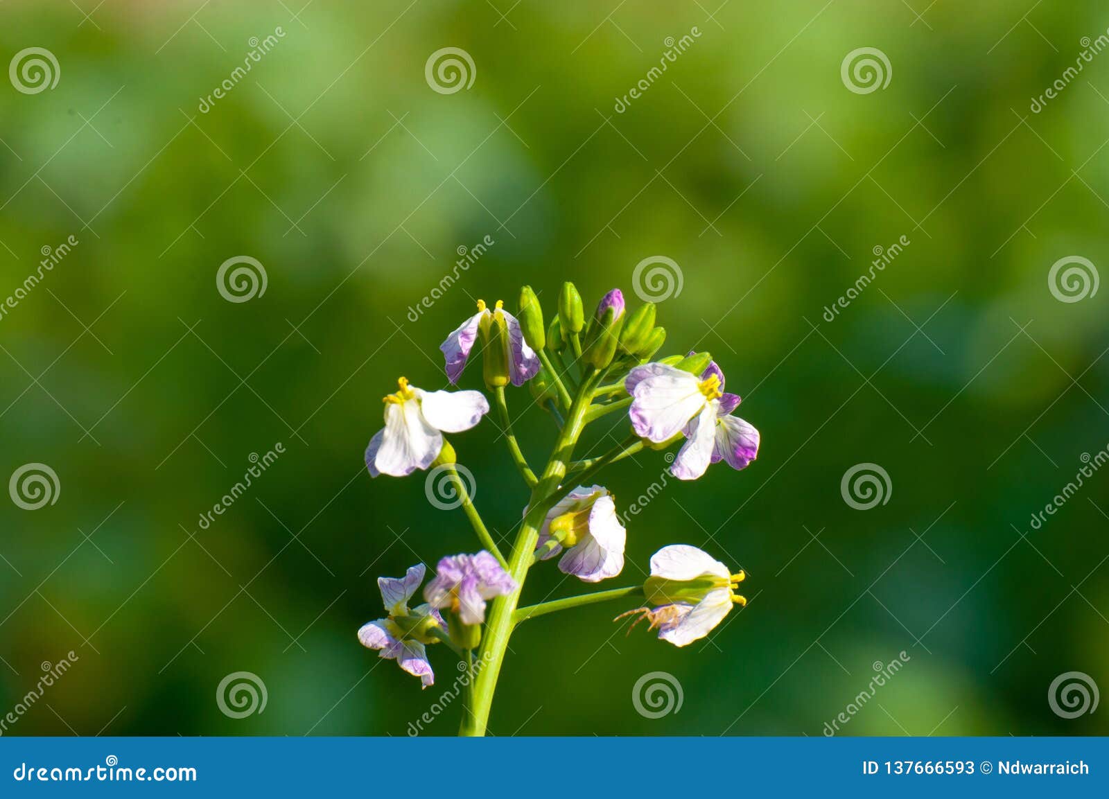 Flor Do Rabanete Com Fundo Borrado Imagem de Stock - Imagem de flora ...