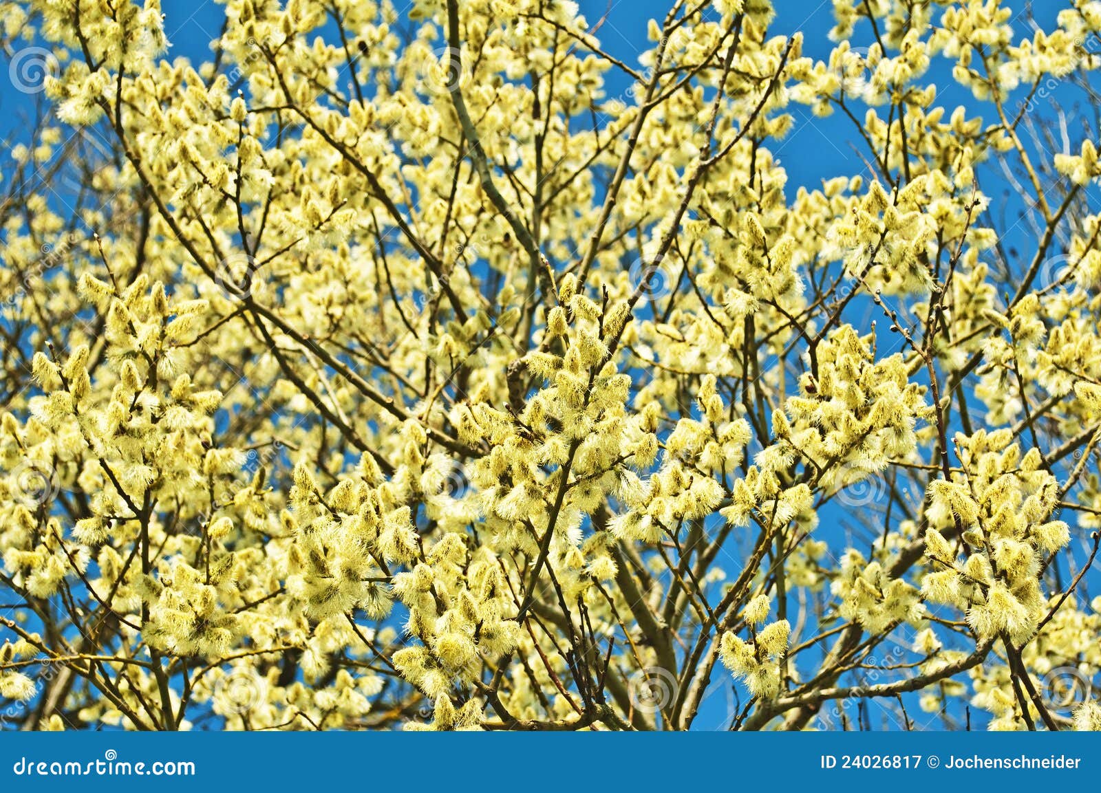 Flor do salgueiro imagem de stock. Imagem de azul, amarelo - 24026817