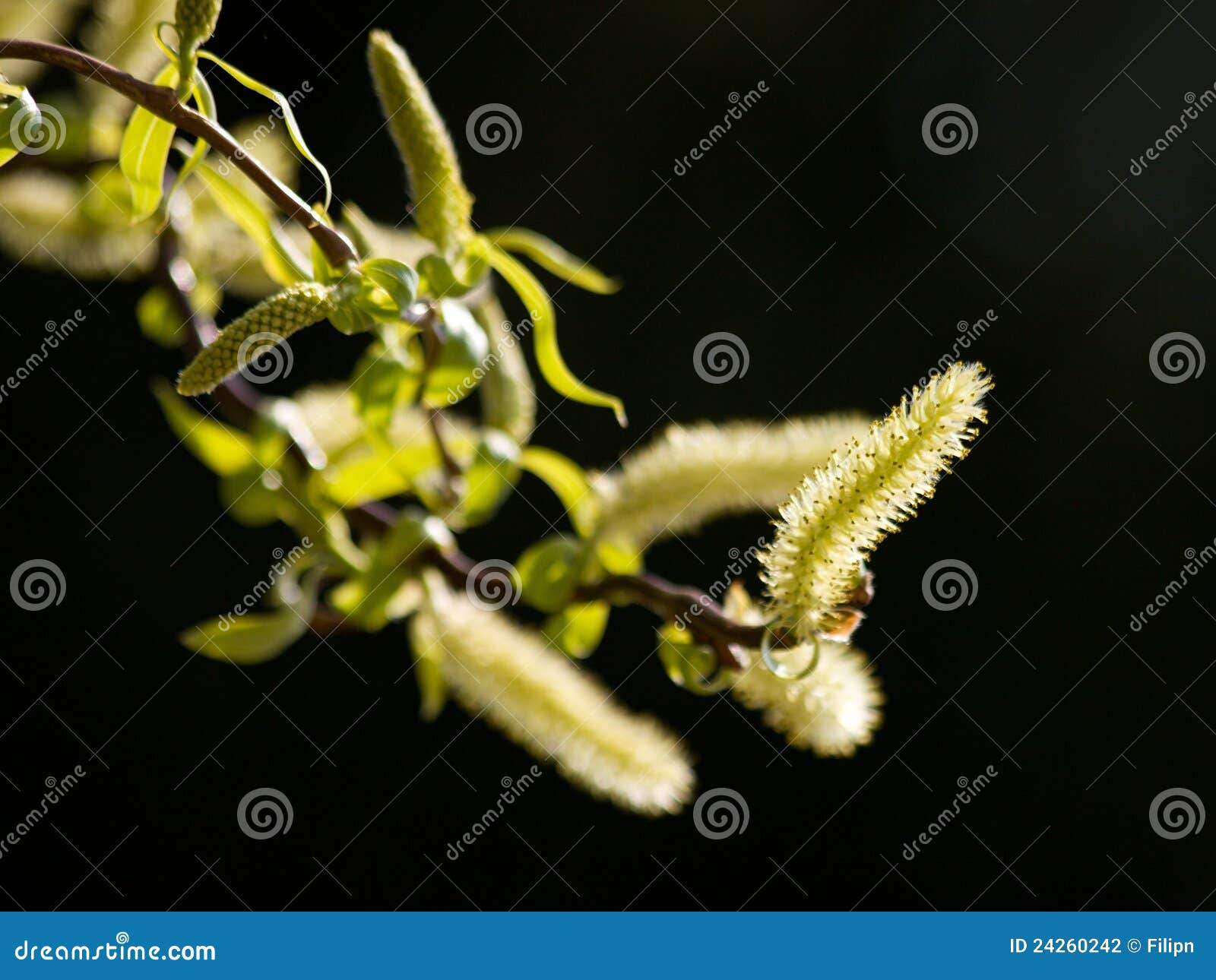 Flor do salgueiro foto de stock. Imagem de nave, planta - 24260242