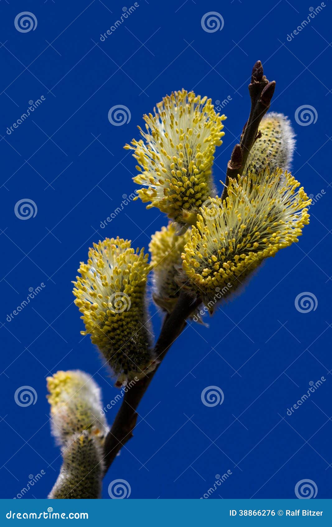 Flor do salgueiro foto de stock. Imagem de azul, oferta - 38866276