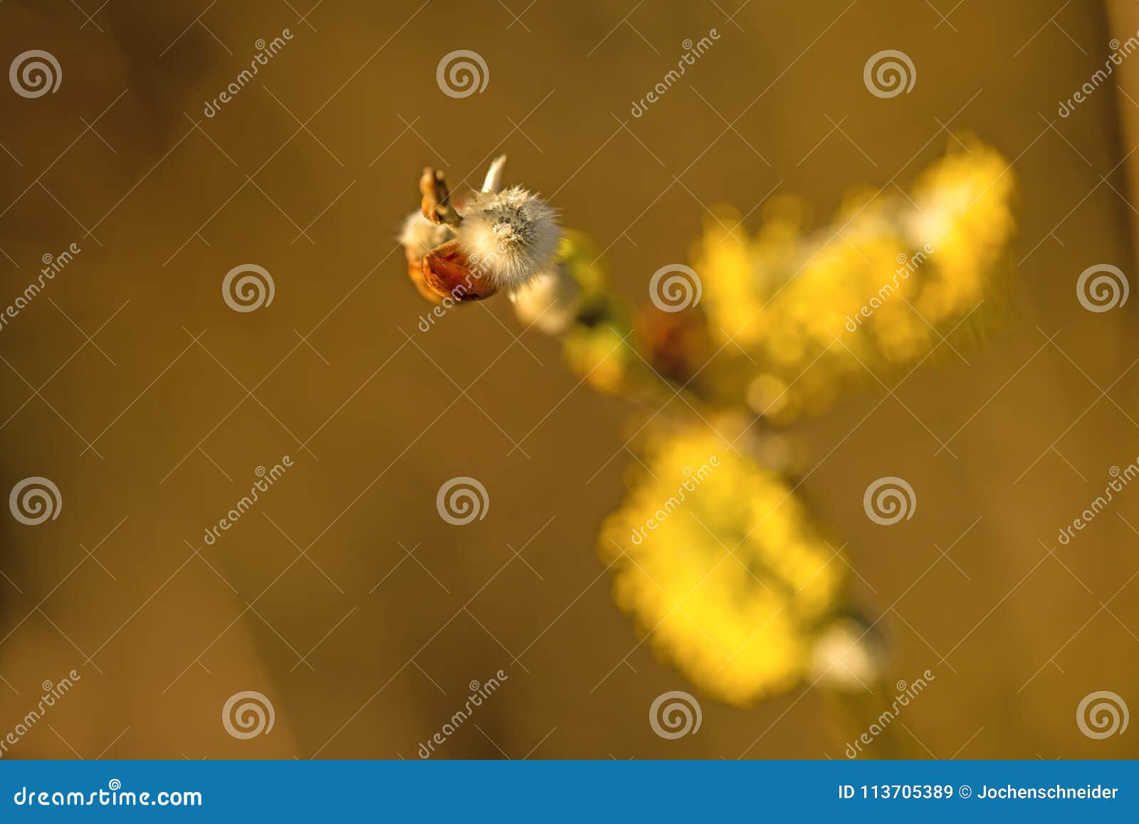 Flor Do Salgueiro Na Primavera Imagem de Stock - Imagem de flor ...