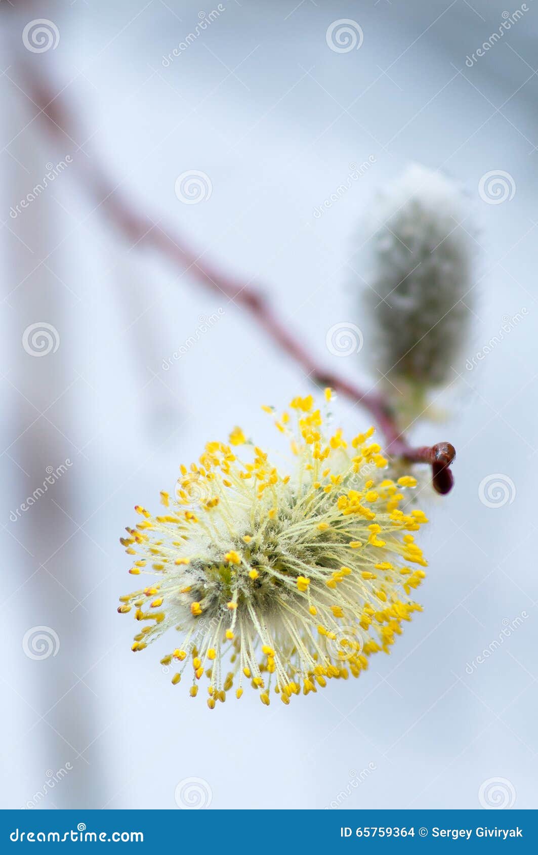 Flor Do Salgueiro Que Floresceu Na Primavera Foto de Stock - Imagem de ...